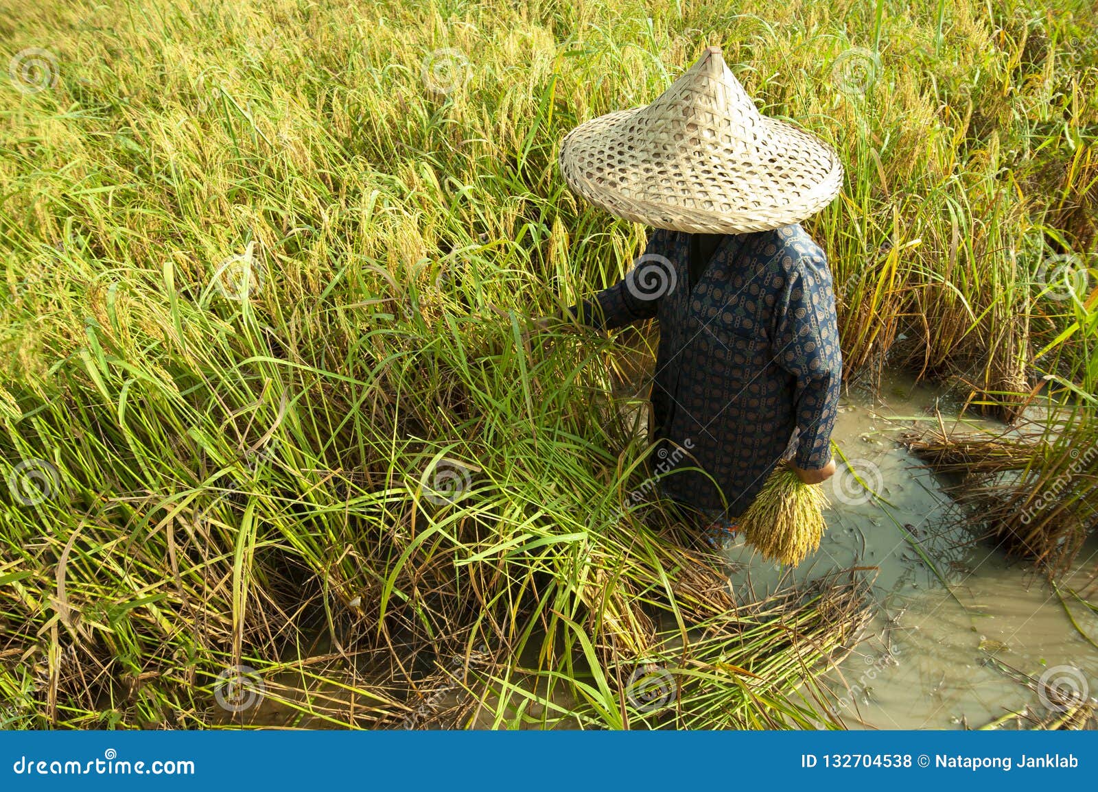 Famer harvest rice plant stock photo. Image of hand - 132704538