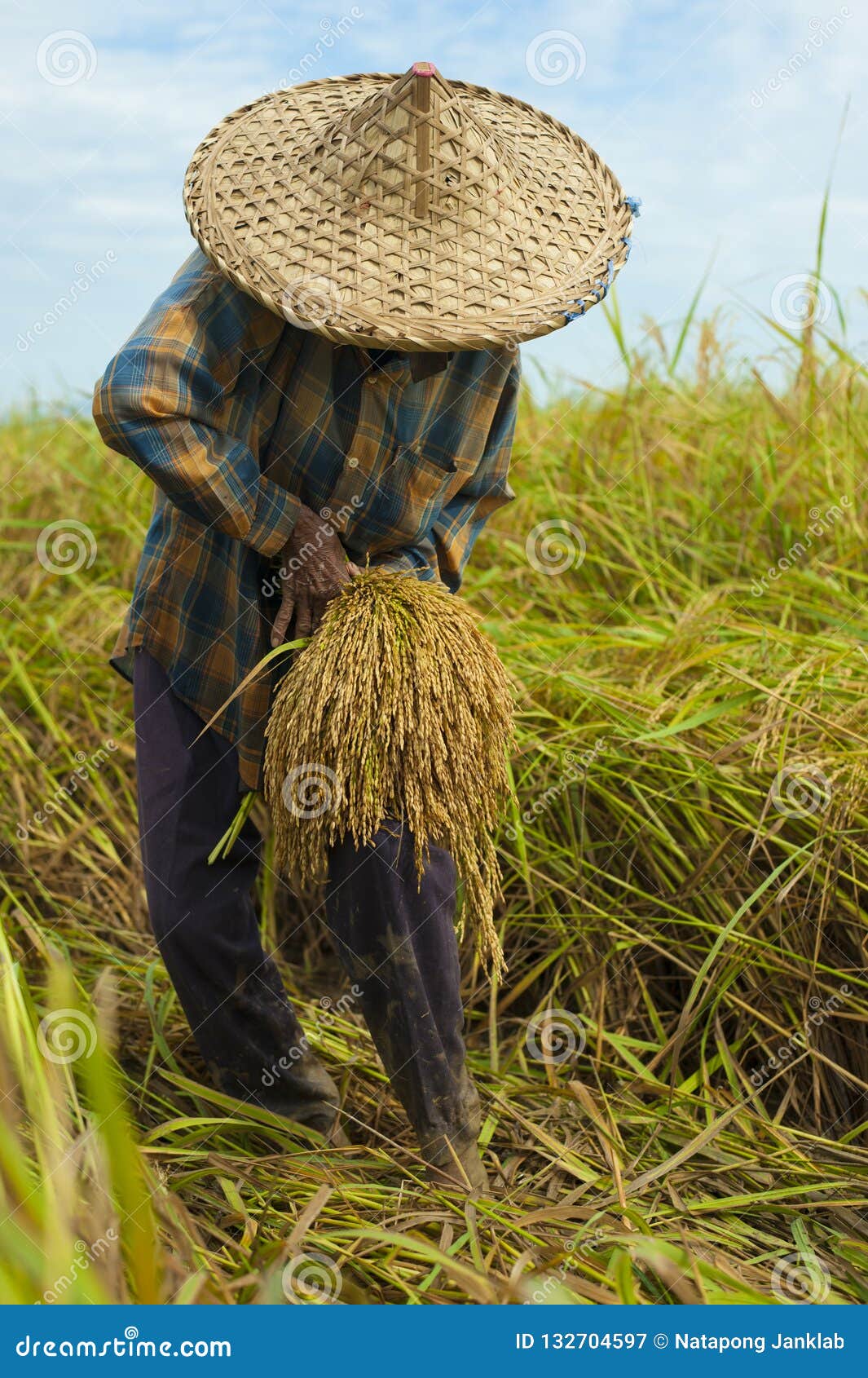 Famer Stock Images - Download 1,113 Royalty Free Photos