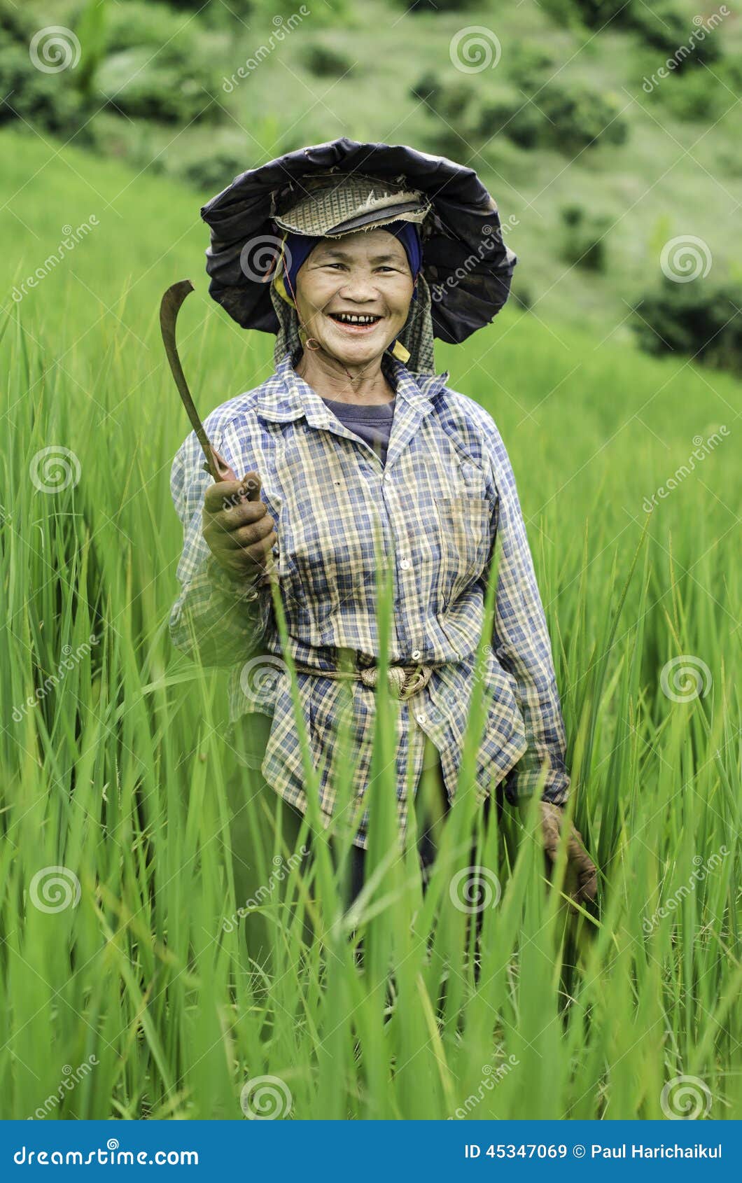 Famer in the rice field editorial stock image. Image of field - 45347069