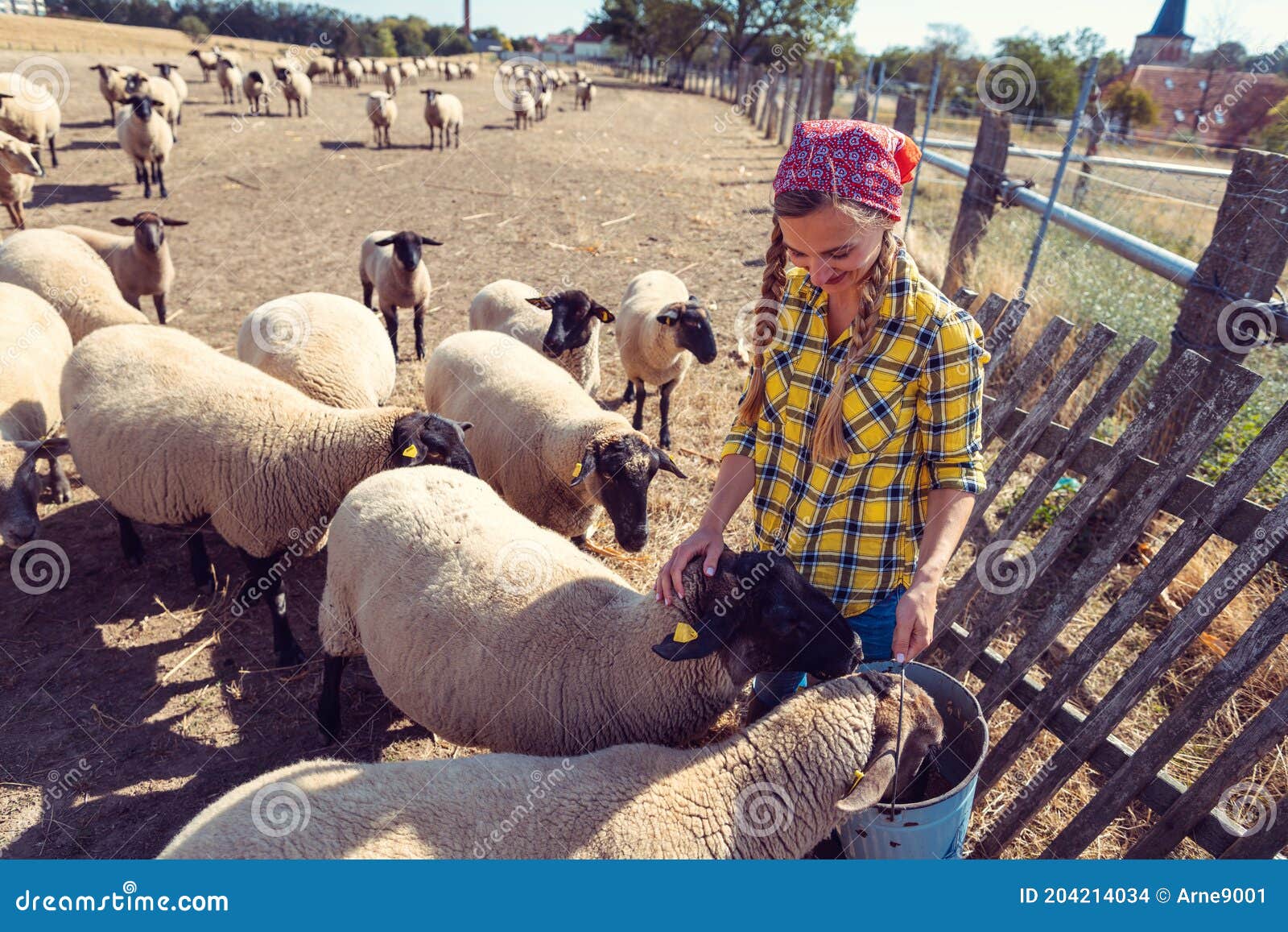 Famer Woman with Her Flock of Sheep Stock Photo - Image of countrywoman ...