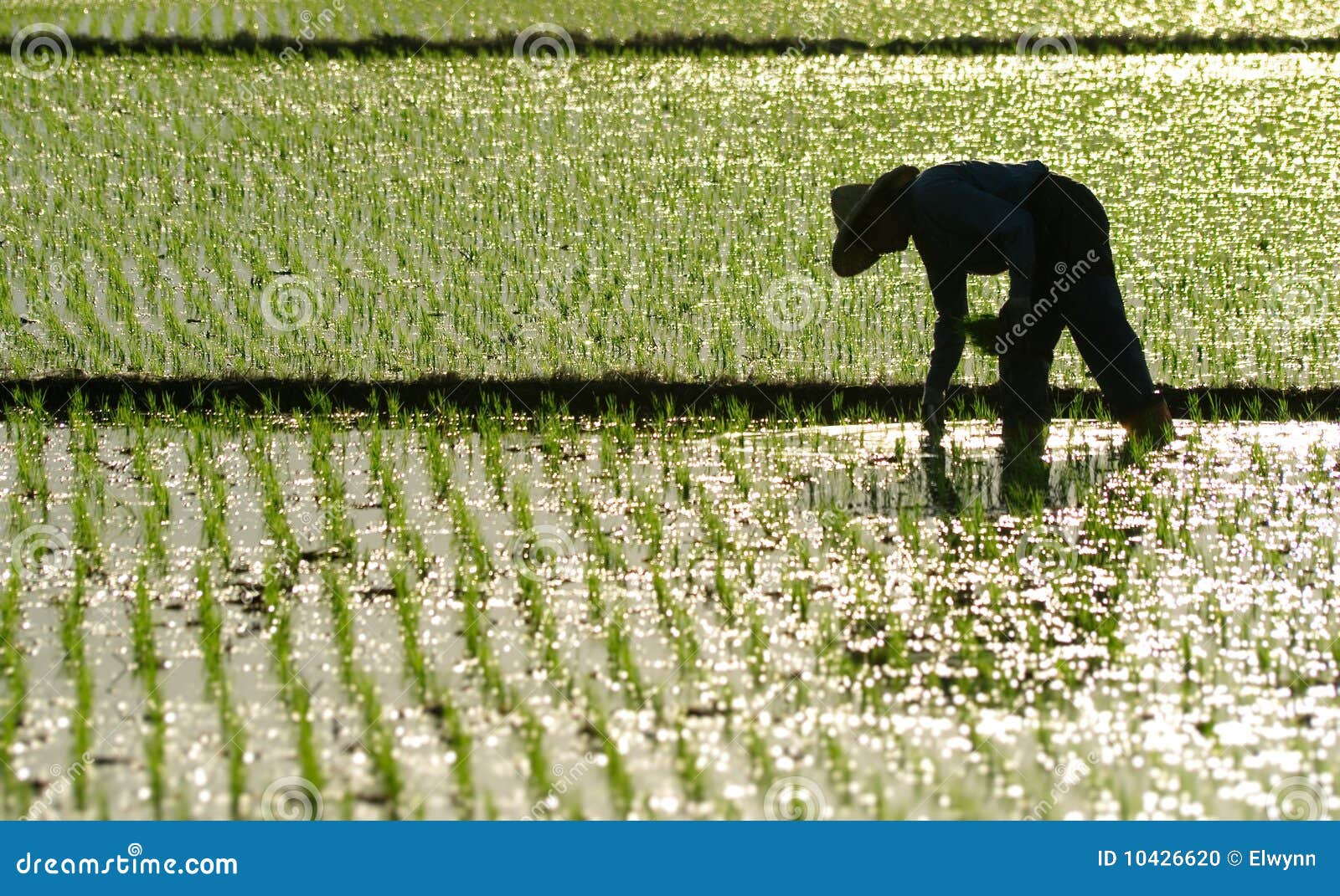 Famer working in the farm stock photo. Image of farm - 10426620
