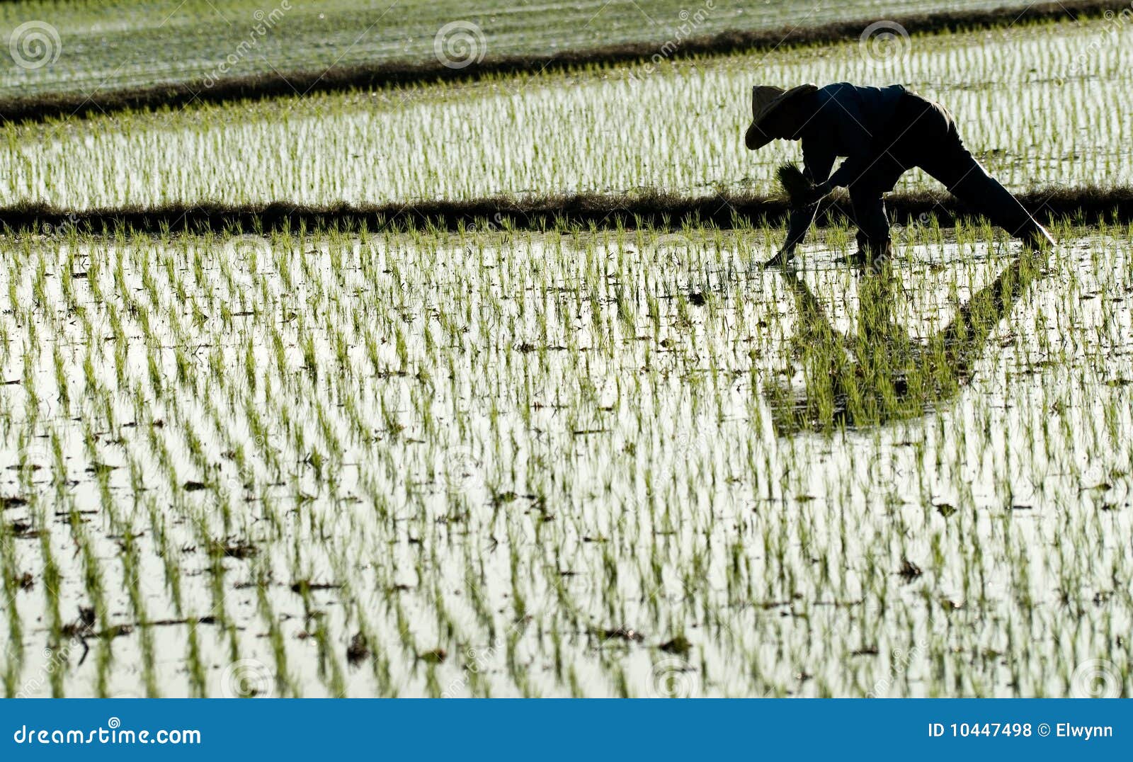 Famer working in the farm stock photo. Image of grass - 10447498