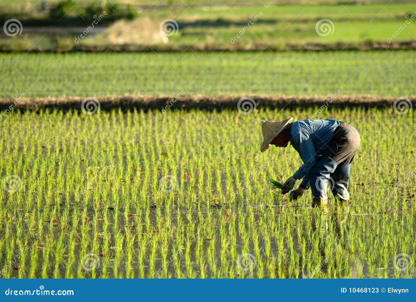 Famer working in the farm stock image. Image of meadow - 10468123