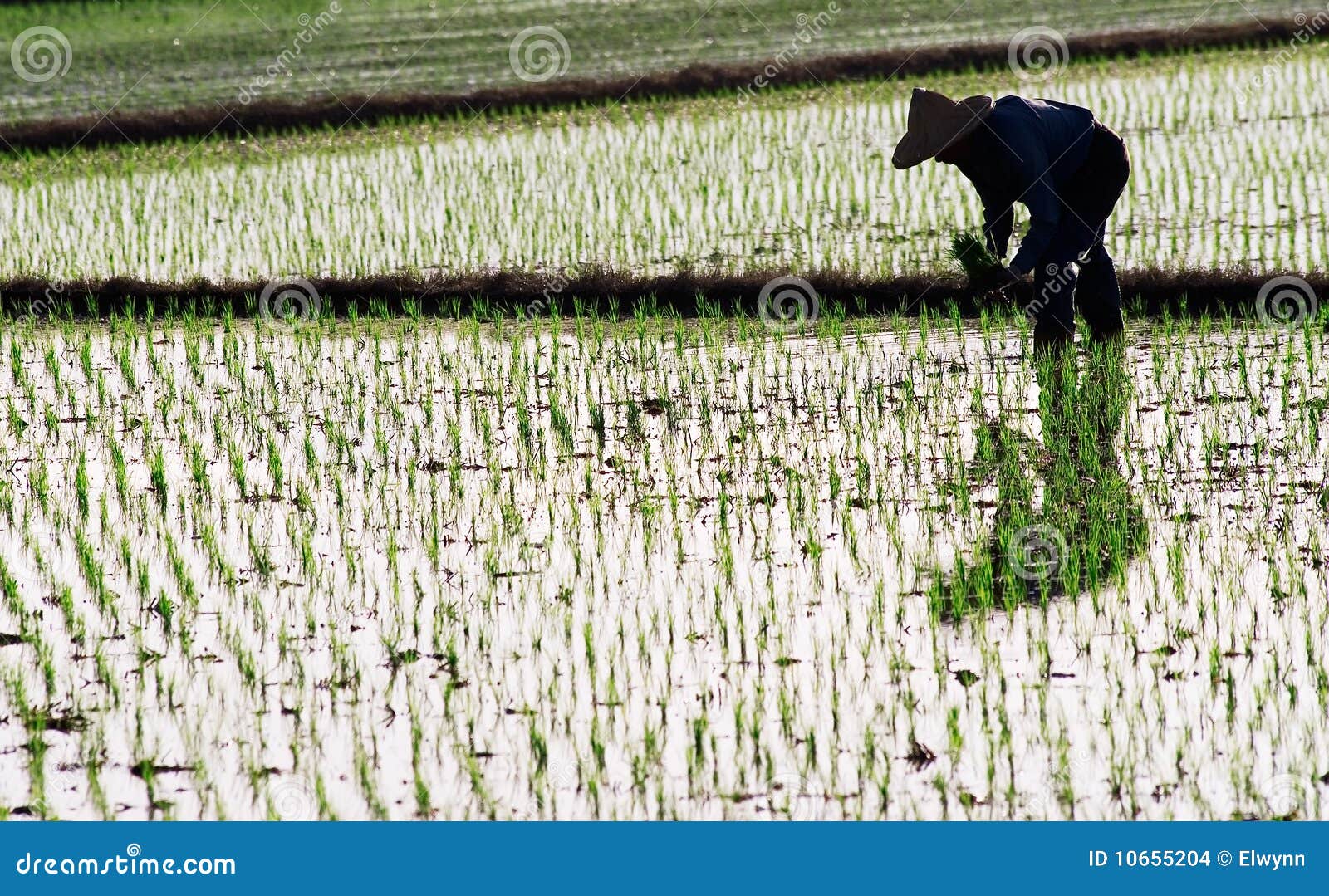 Famer working in the farm stock photo. Image of farming - 10655204