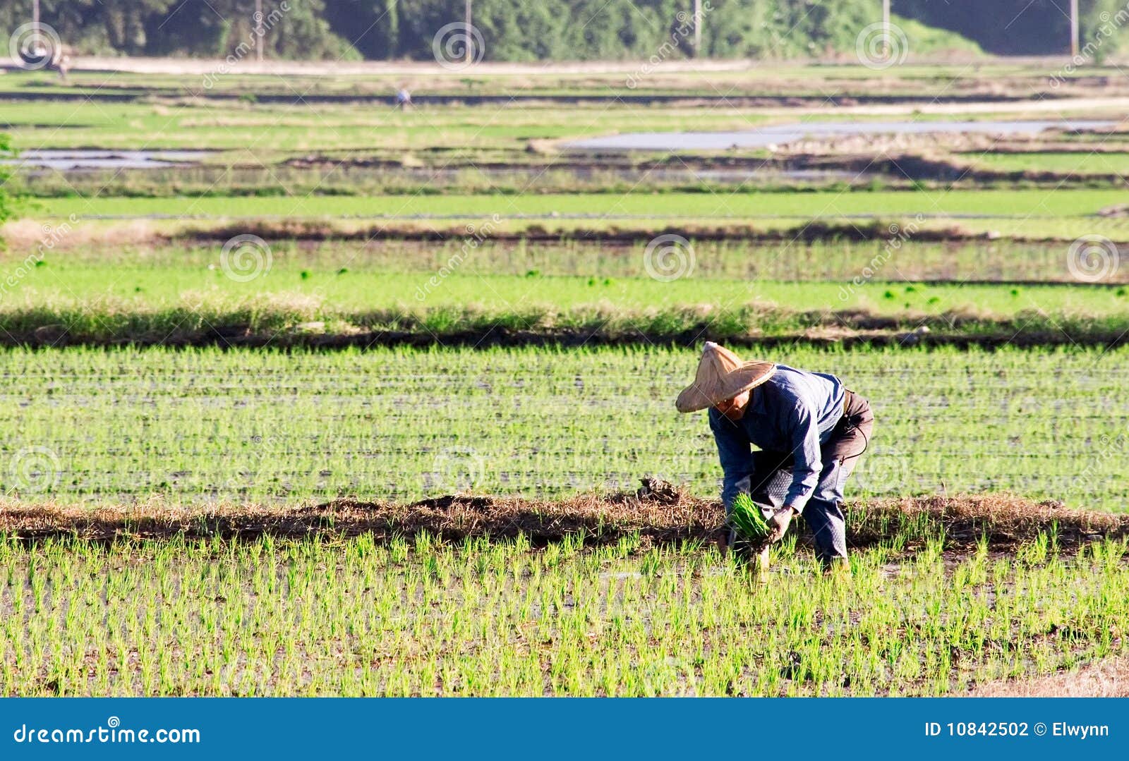 Famer working in the farm stock photo. Image of outdoor - 10842502