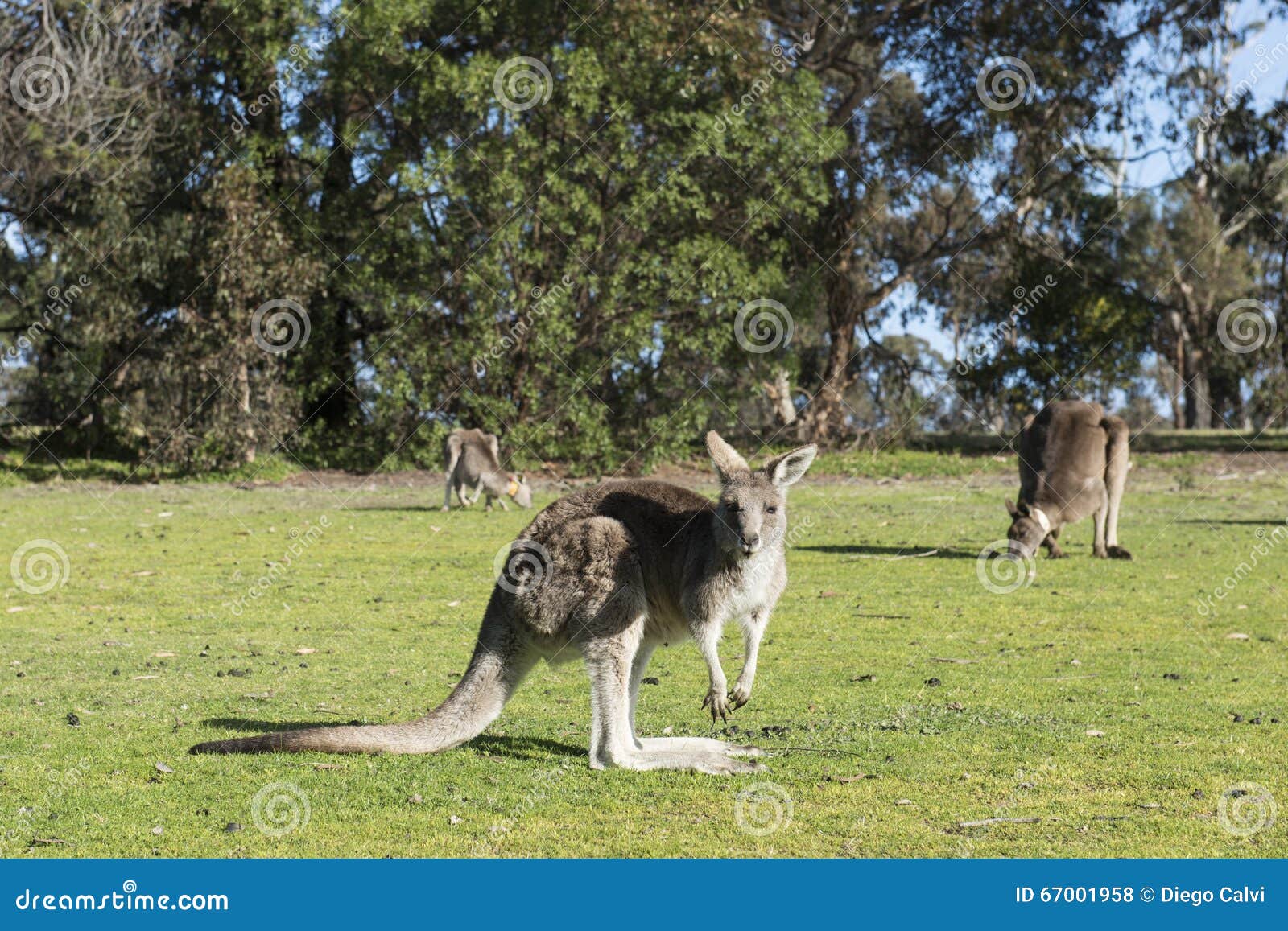 Famiglia Dei Canguri, Australia Fotografia Stock - Immagine di verde ...