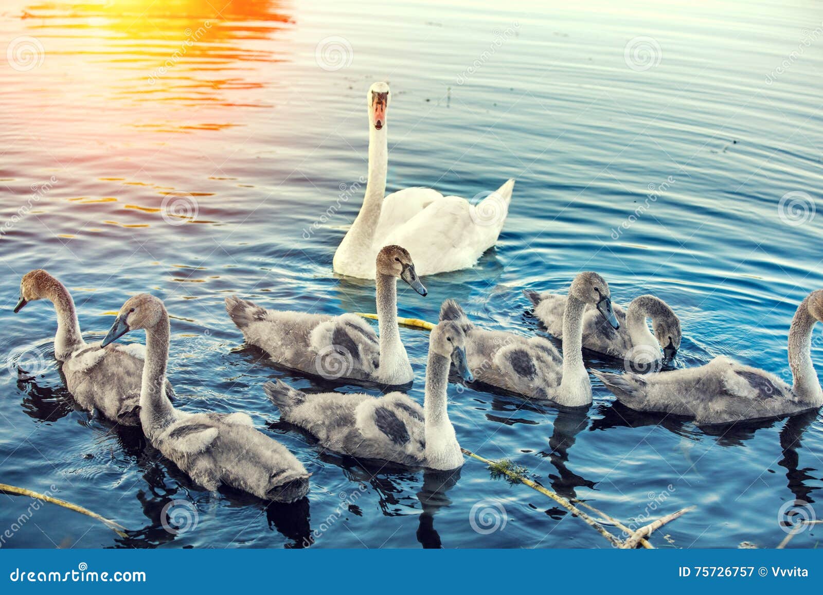 Famiglia dei cigni immagine stock. Immagine di stupore - 75726757