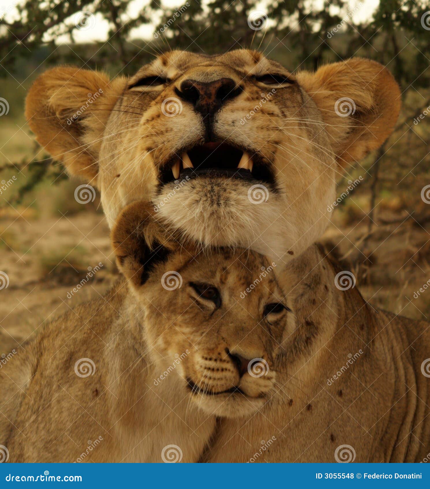 Famiglia dei leoni fotografia stock. Immagine di natura - 3055548