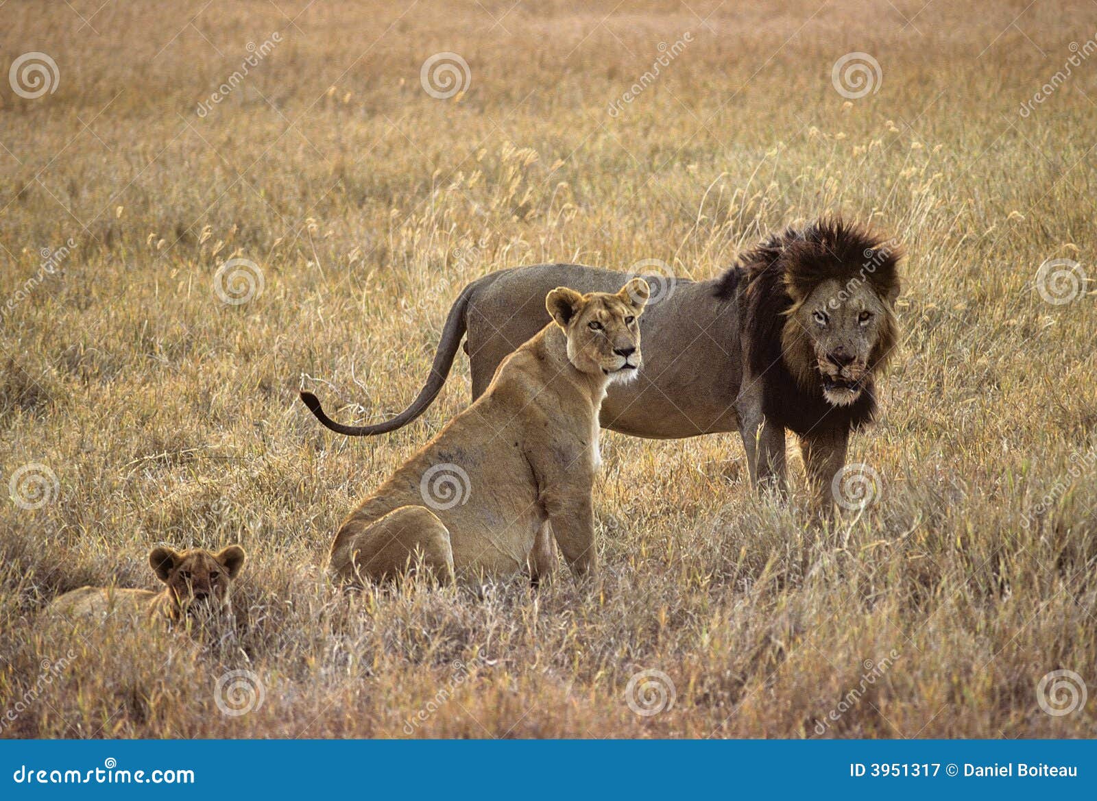 Famiglia dei leoni immagine stock. Immagine di maschio - 3951317