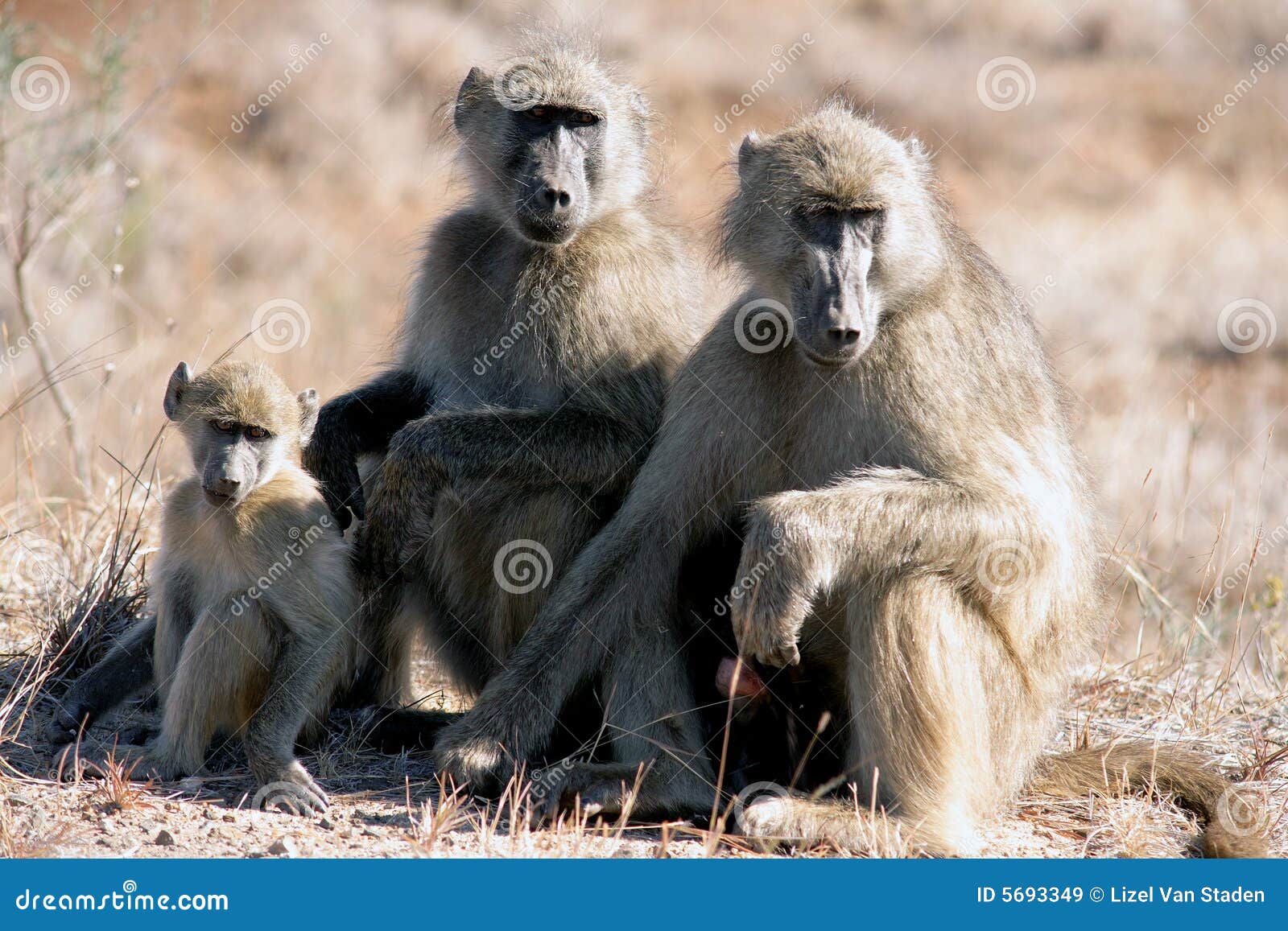 Famiglia del babbuino immagine stock. Immagine di materno - 5693349