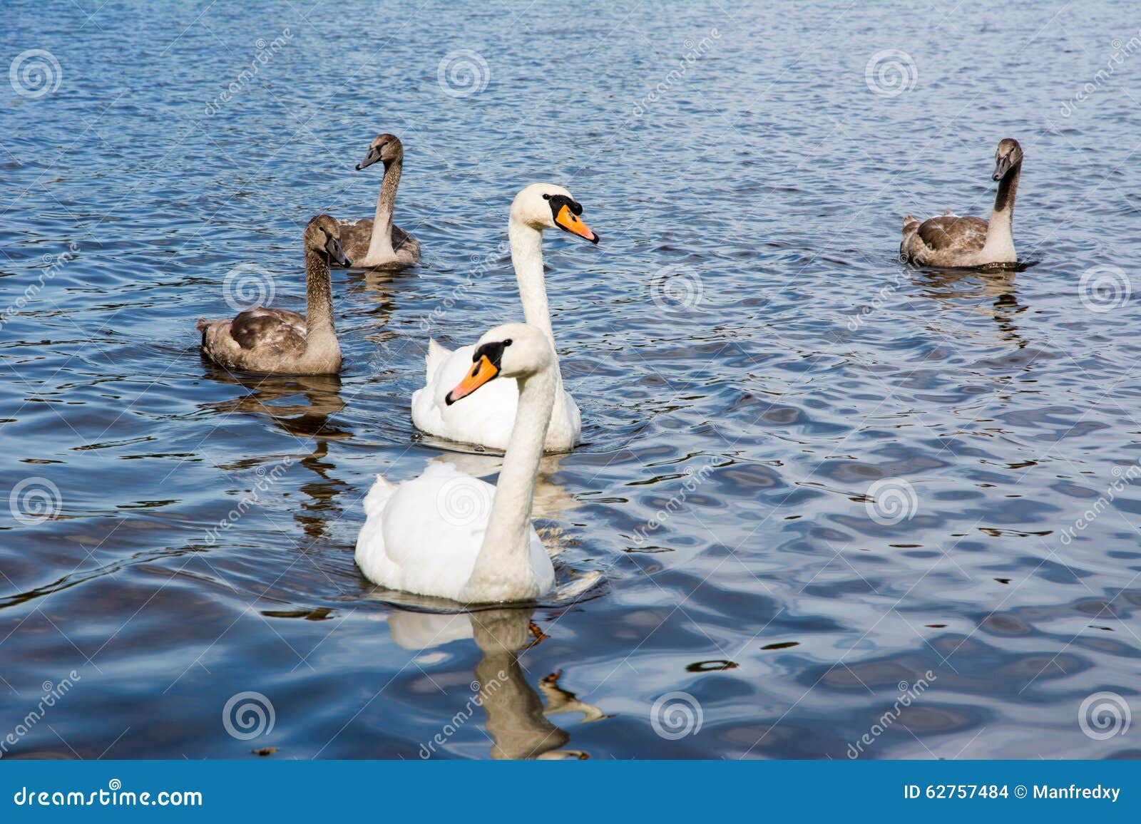 Famiglia Del Cigno Con I Bambini Fotografia Stock - Immagine di uccello ...