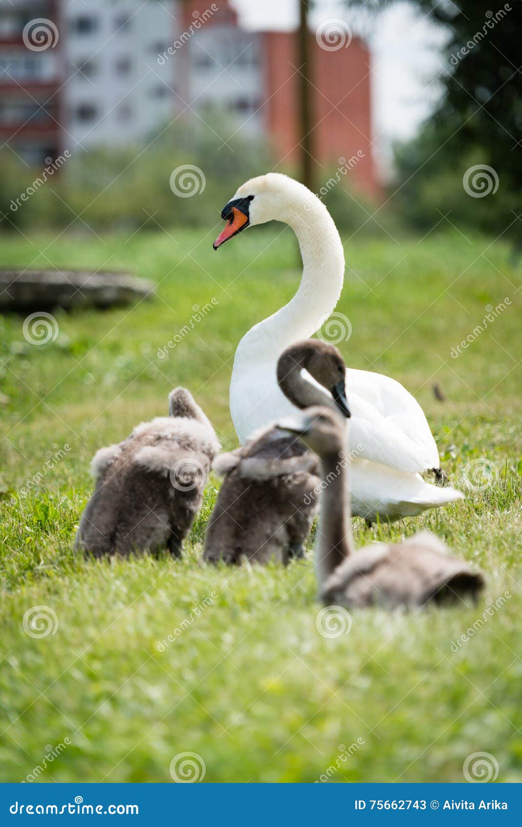 Famiglia Del Cigno Con I Bambini Immagine Stock - Immagine di nave ...