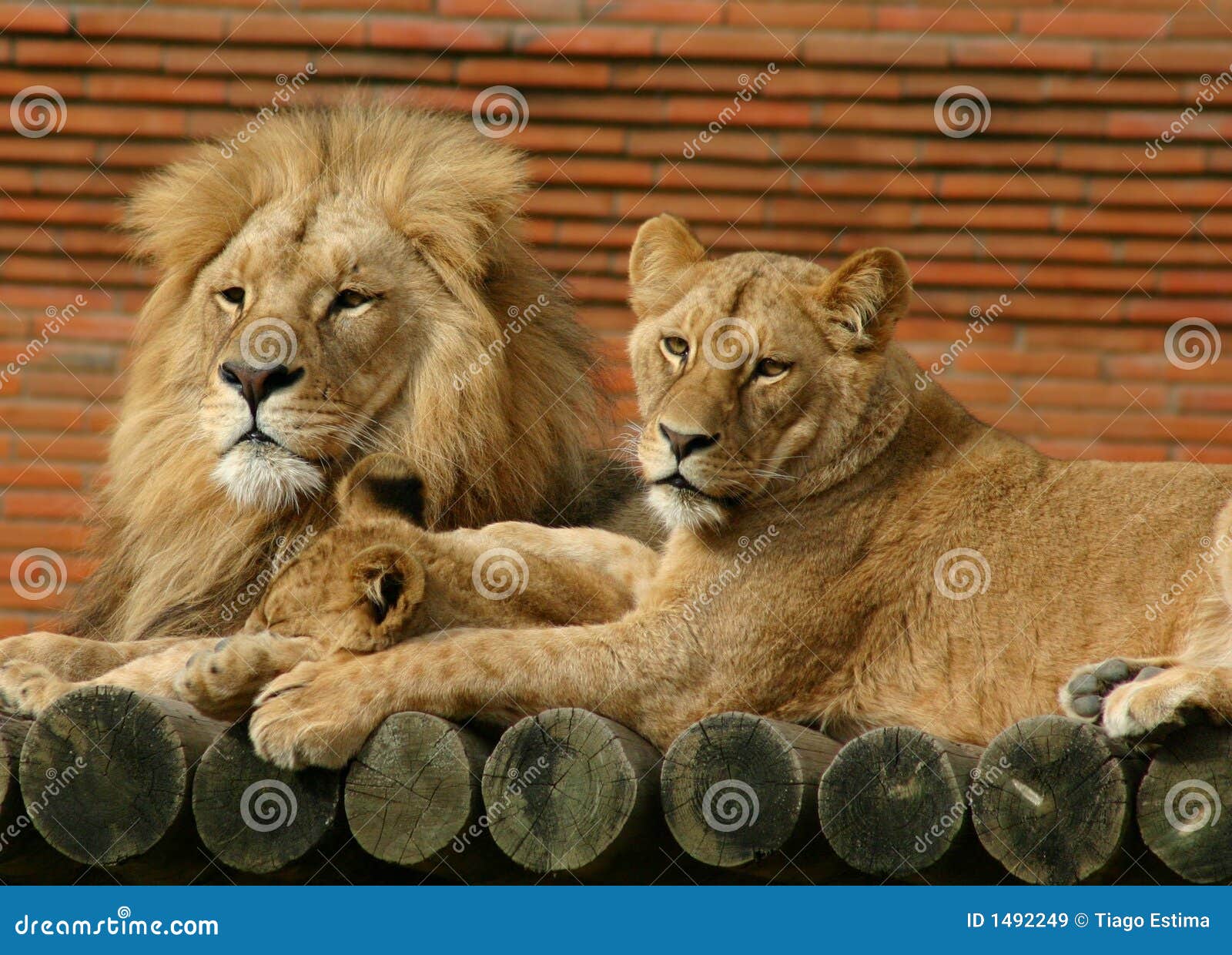 Famiglia del leone immagine stock. Immagine di consumo - 1492249