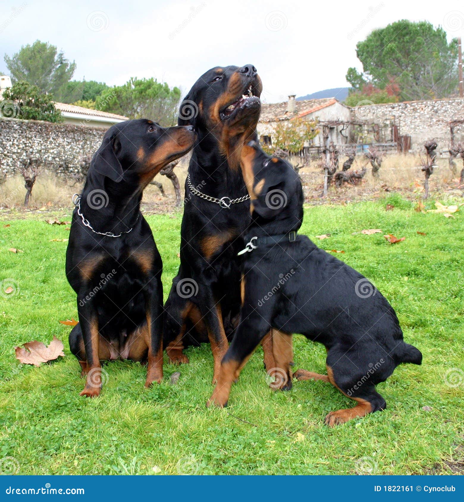 Famiglia del rottweiler immagine stock. Immagine di pericoloso - 1822161