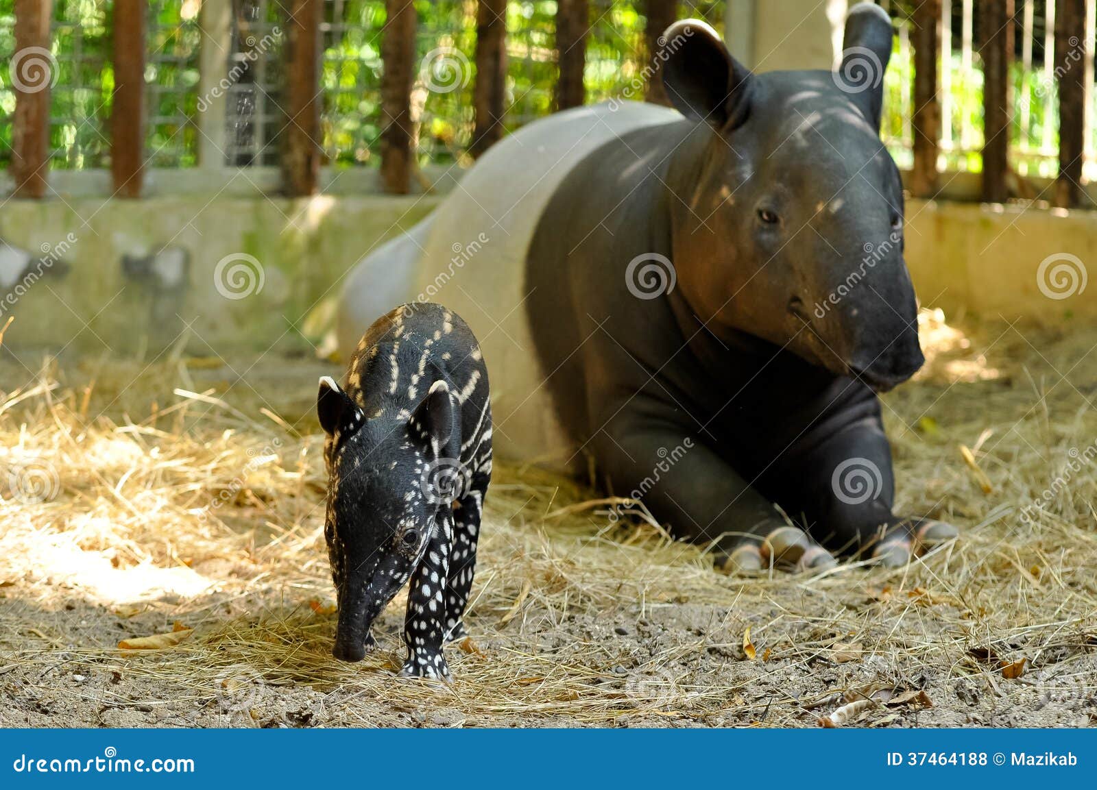 Famiglia del tapiro fotografia stock. Immagine di tapiro - 37464188