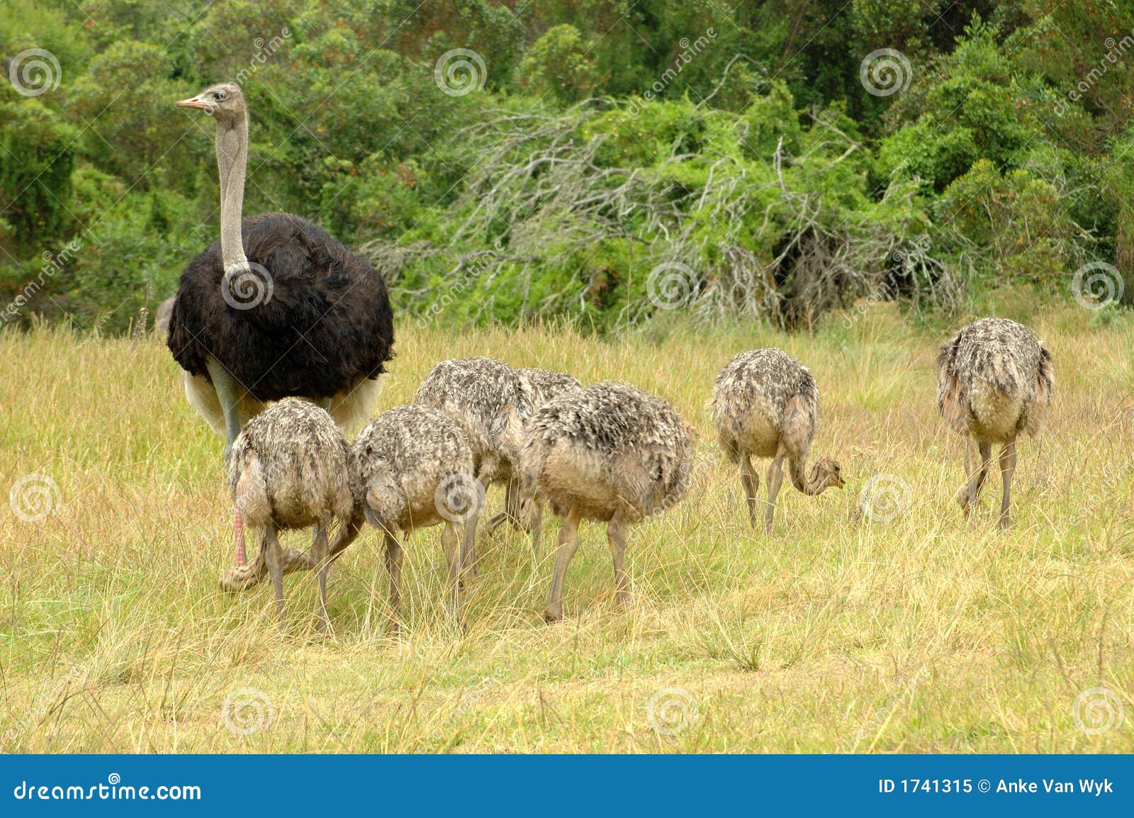 Famiglia dello struzzo immagine stock. Immagine di greggi - 1741315