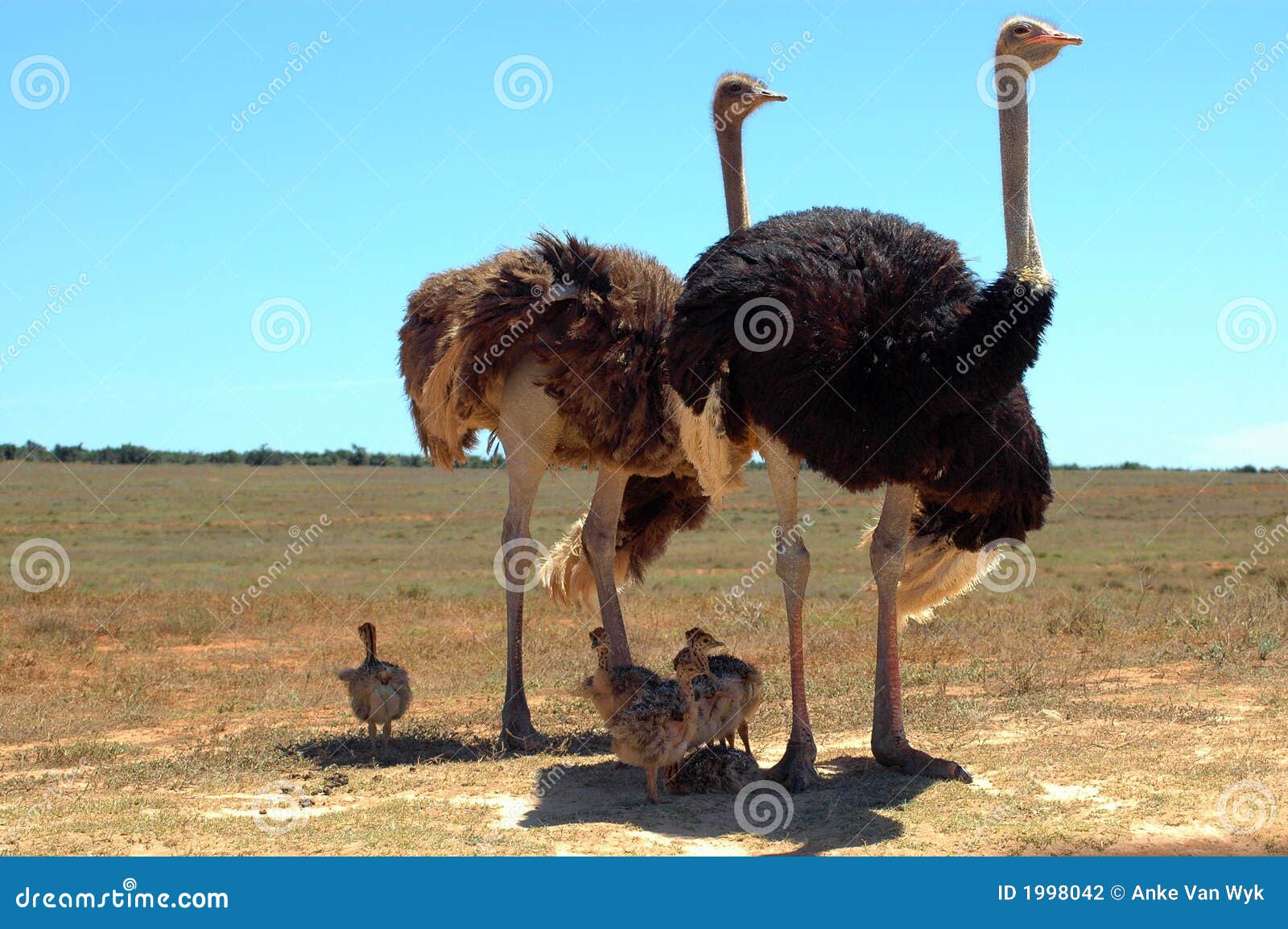 Famiglia dello struzzo fotografia stock. Immagine di nero - 1998042