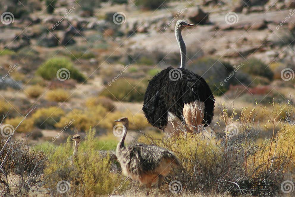 Famiglia dello struzzo fotografia stock. Immagine di corpo - 77762134