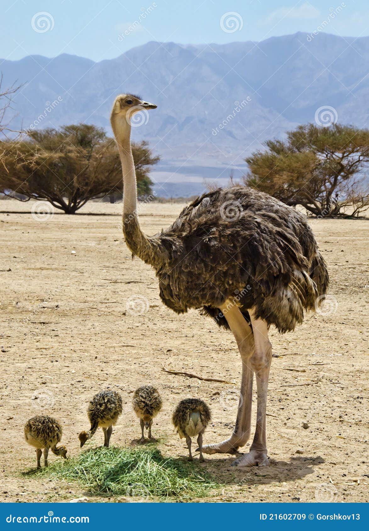 Famiglia Dello Struzzo Africano (camelus Dello Struthio) Immagine Stock ...