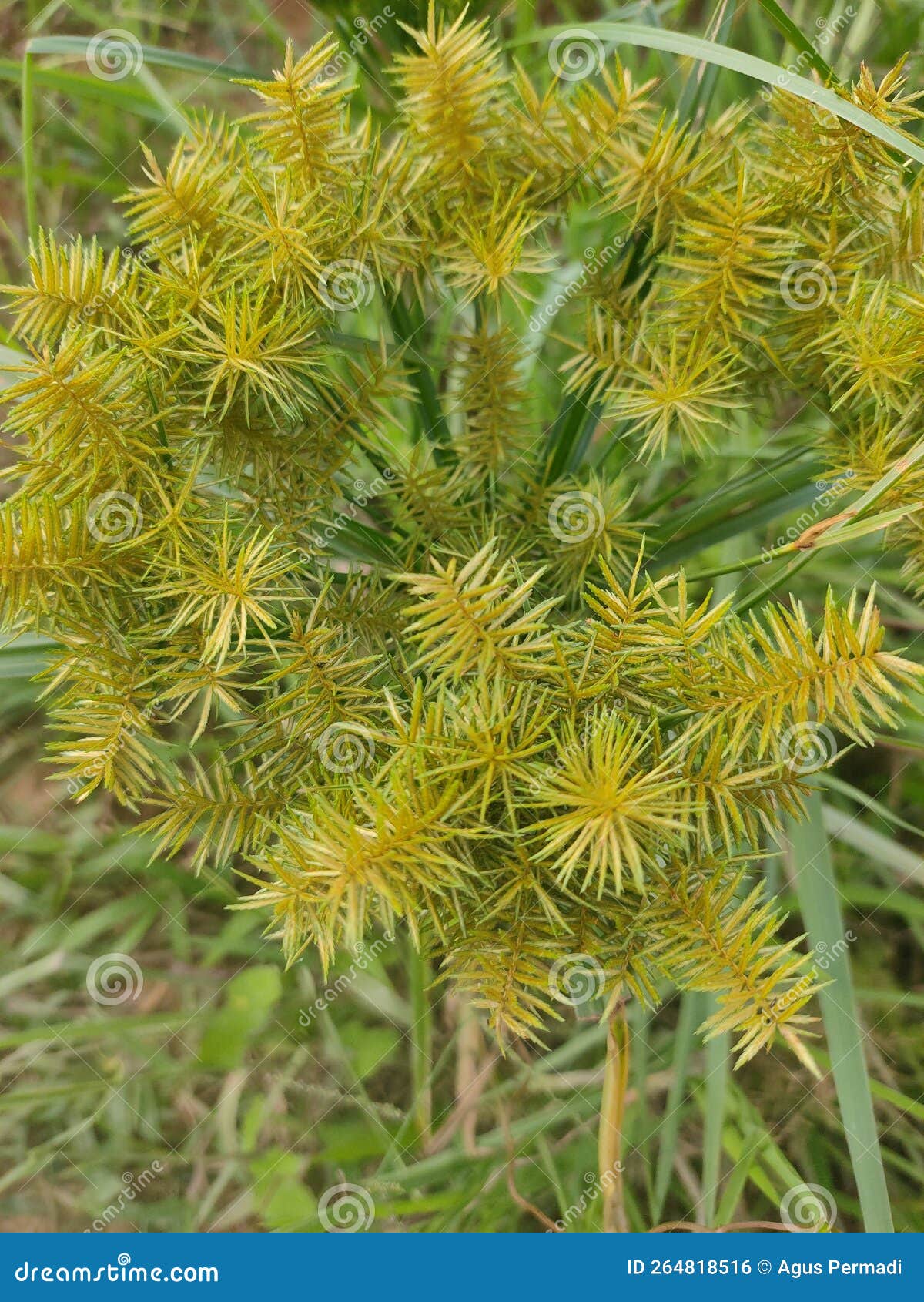 Cyperaceae Weeds Stock Photos - Free & Royalty-Free Stock Photos from ...