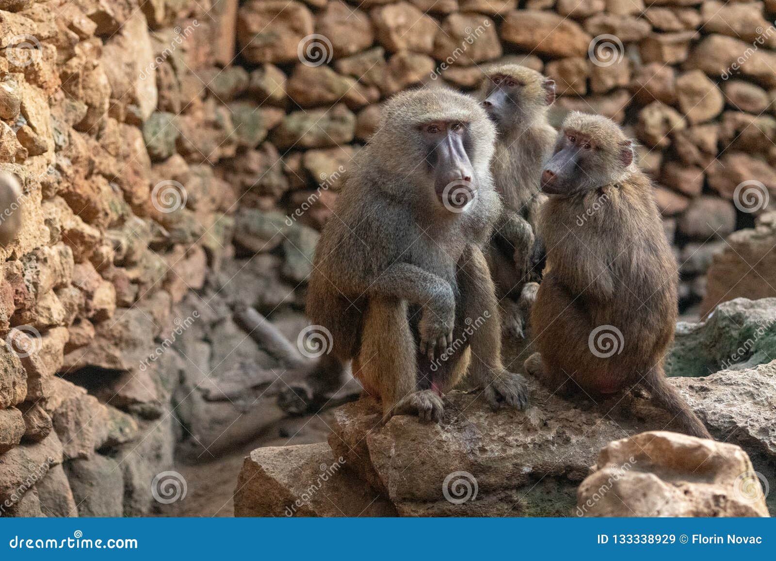 Familia De Babuin Que Permanece Cercana Junto Imagen de archivo ...