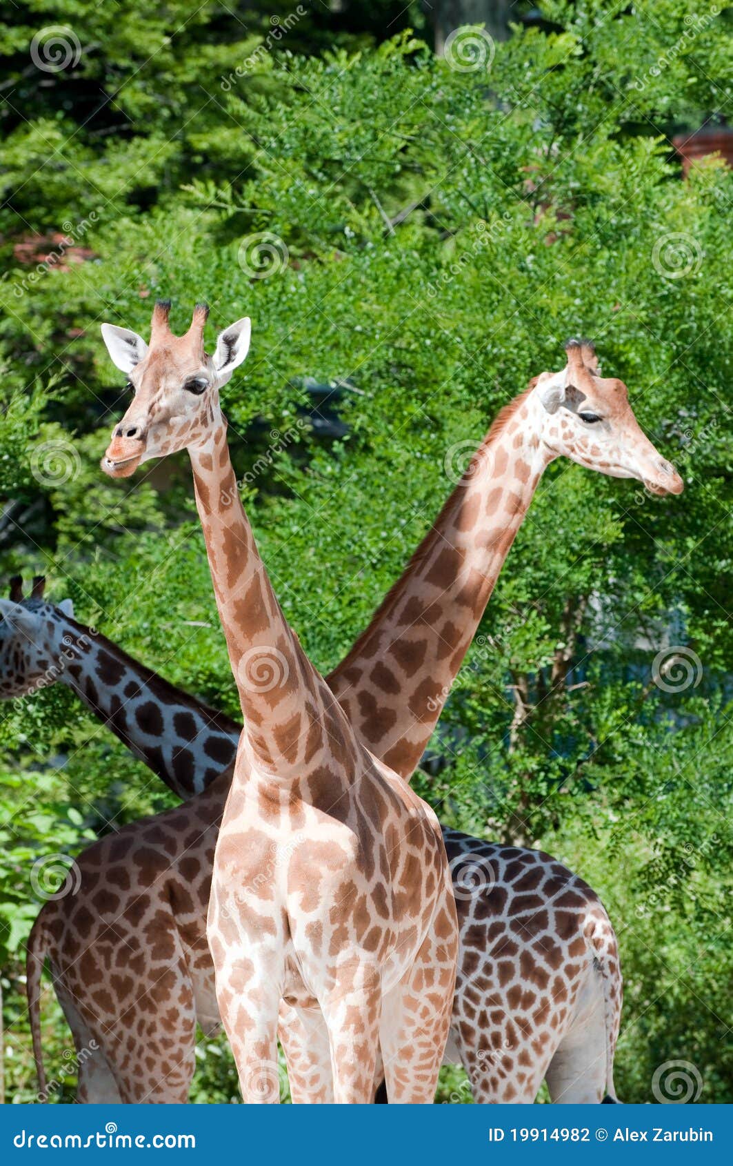 Familia de jirafas foto de archivo. Imagen de cubo, parque - 19914982