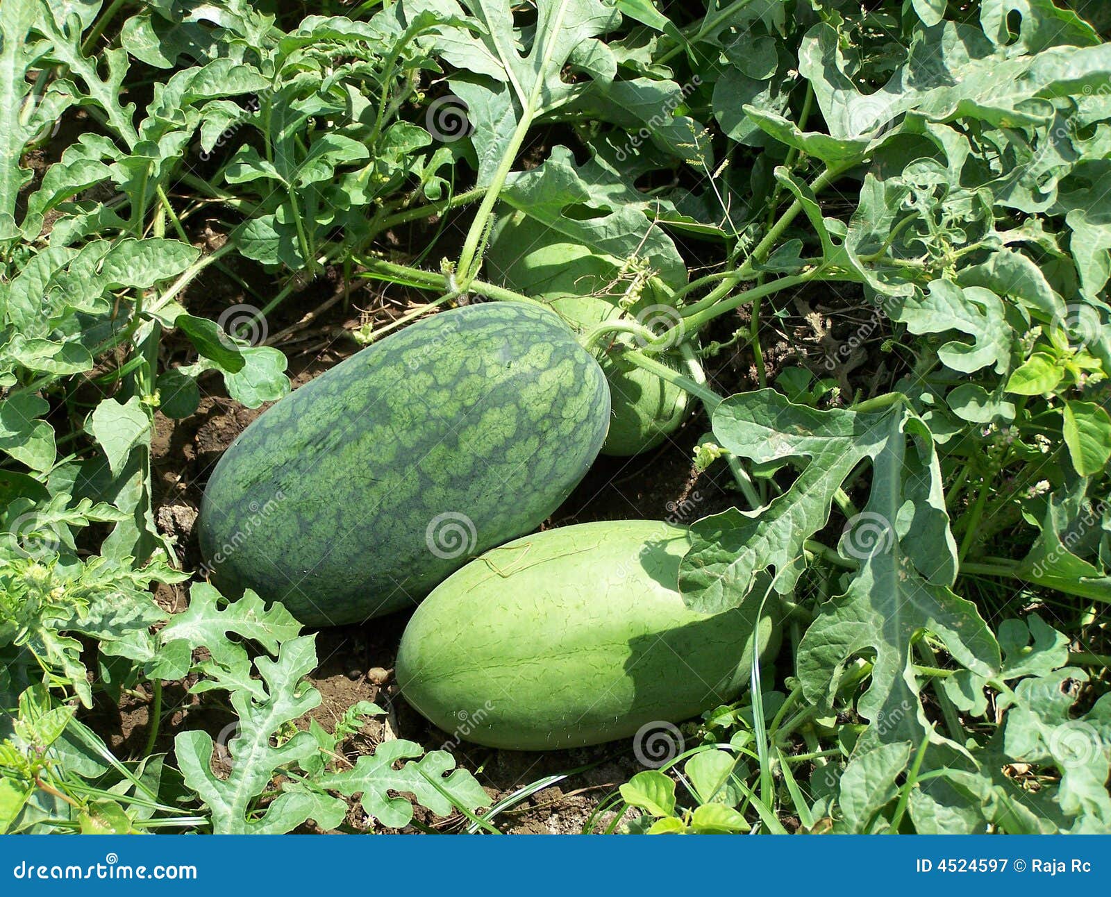 Familia de la sandía imagen de archivo. Imagen de asia - 4524597