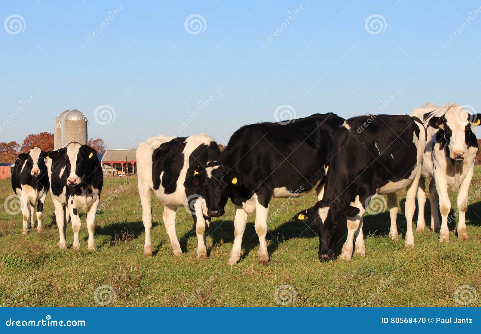 Familia De La Vaca De Holstein Foto de archivo - Imagen de vaca ...