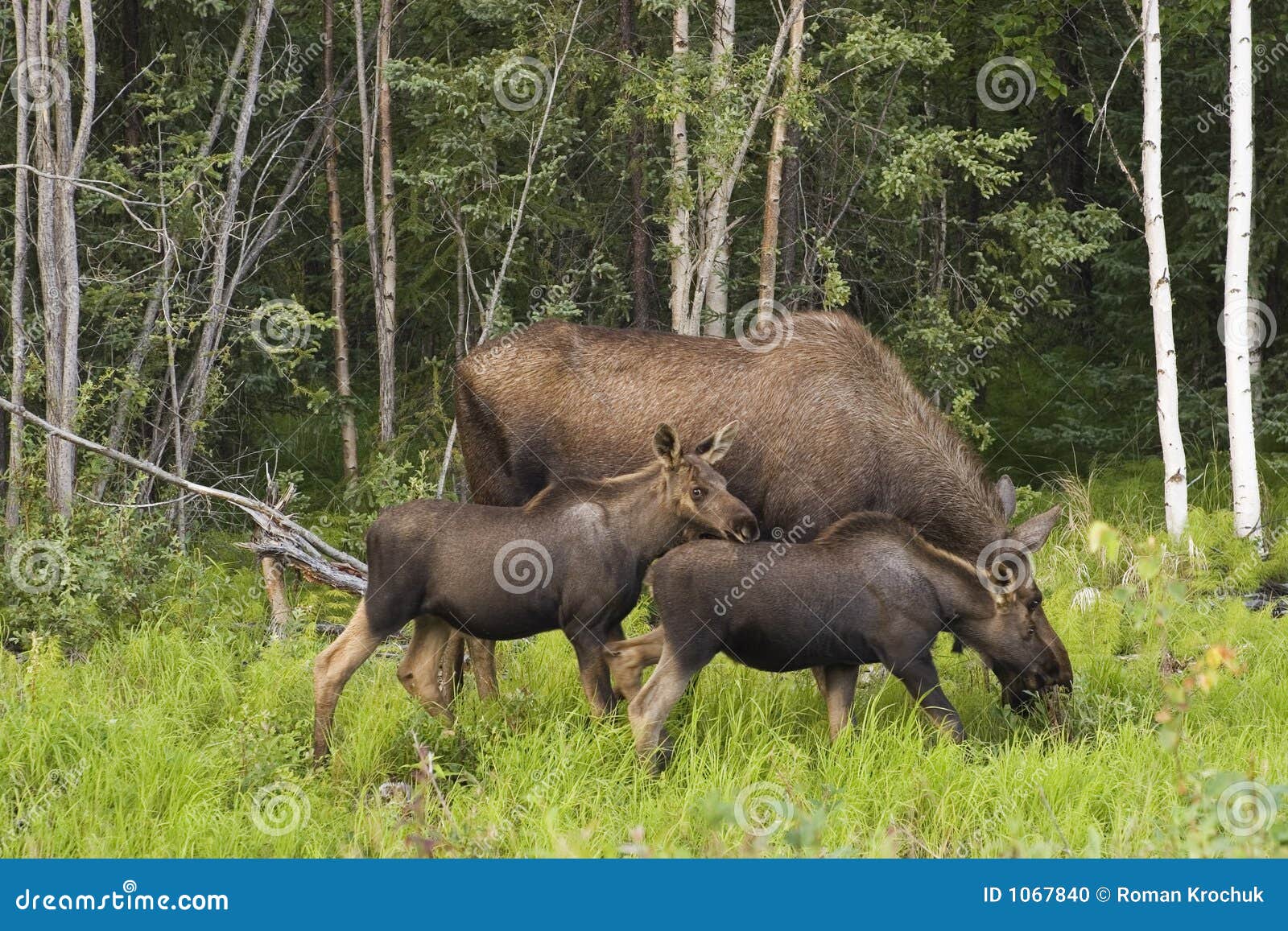 Familia de los alces foto de archivo. Imagen de abedul - 1067840