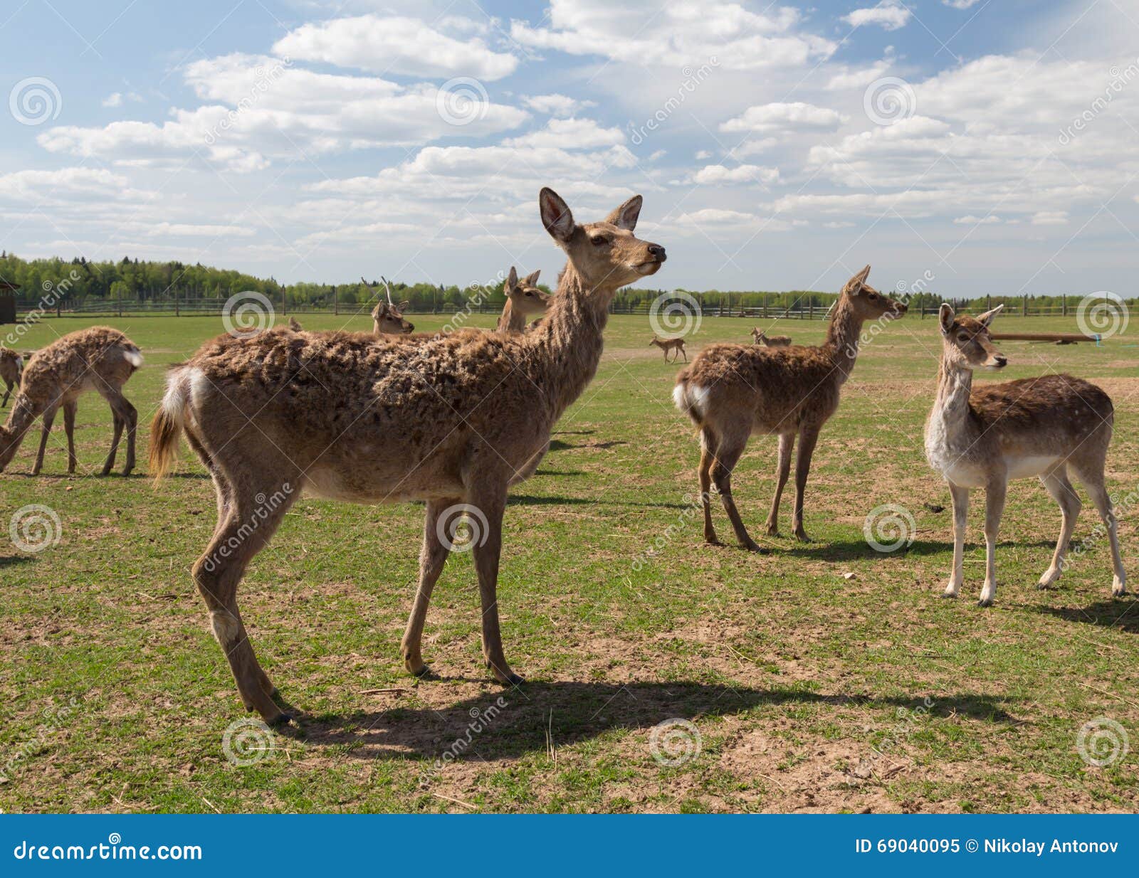 Familia de los alces imagen de archivo. Imagen de familia - 69040095
