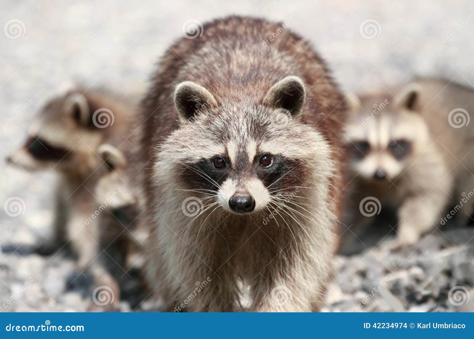 Familia de mapache foto de archivo. Imagen de madre, animal - 42234974