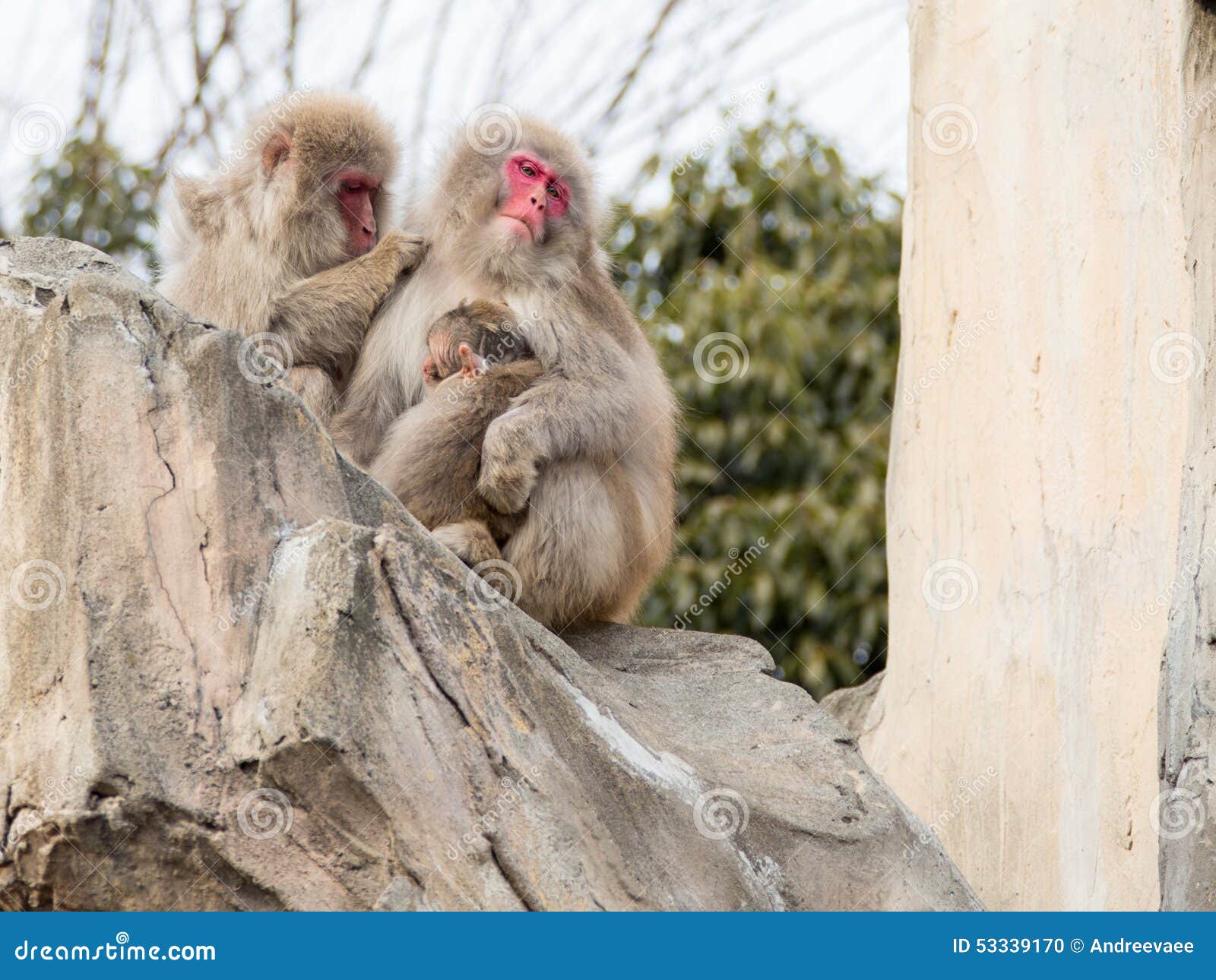 Familia de monos japoneses foto de archivo. Imagen de peine - 53339170