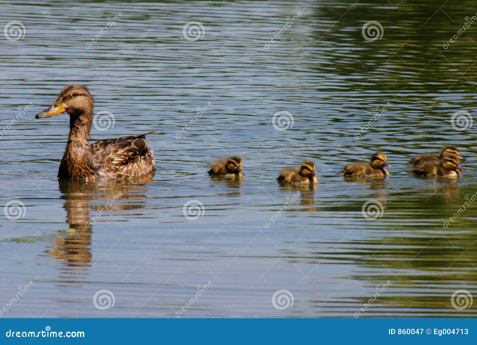 Lindos Bebés Patos Silvestres 5x Lindos Patos Para Bebés, Señuelos