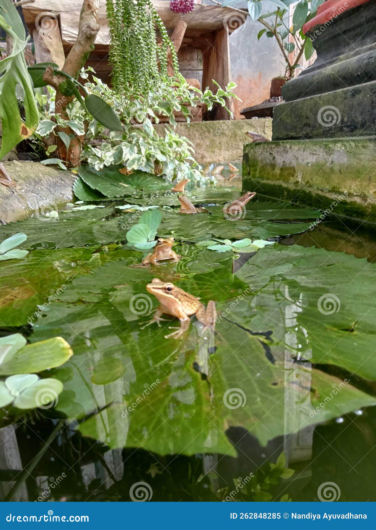 Familia De Ranas En Un Estanque Imagen de archivo - Imagen de familia ...