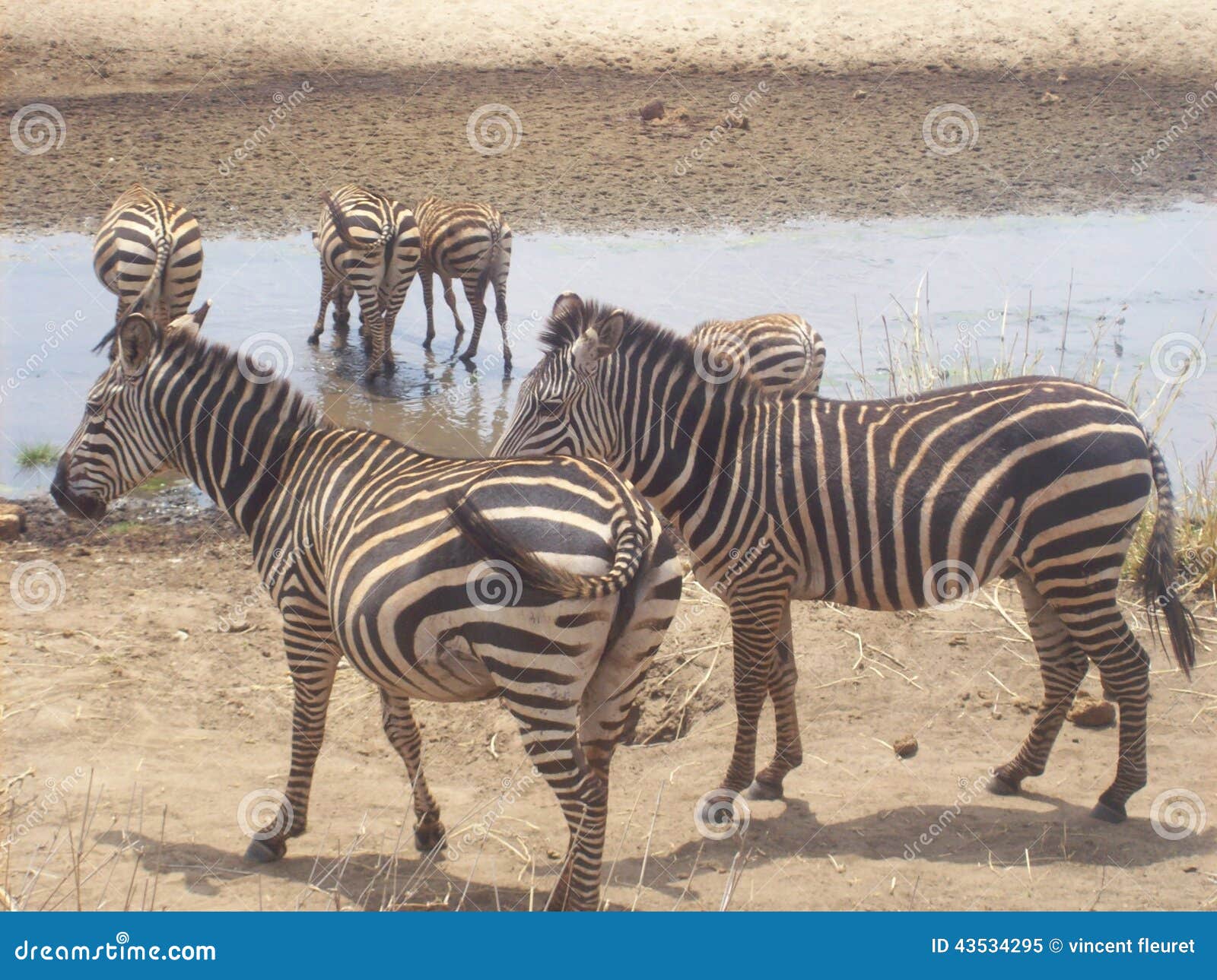 Familia de Zeber imagen de archivo. Imagen de familia - 43534295