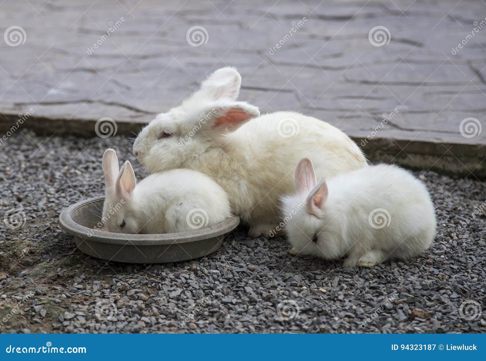 Familia Del Conejo Que Come La Comida Imagen de archivo - Imagen de ...