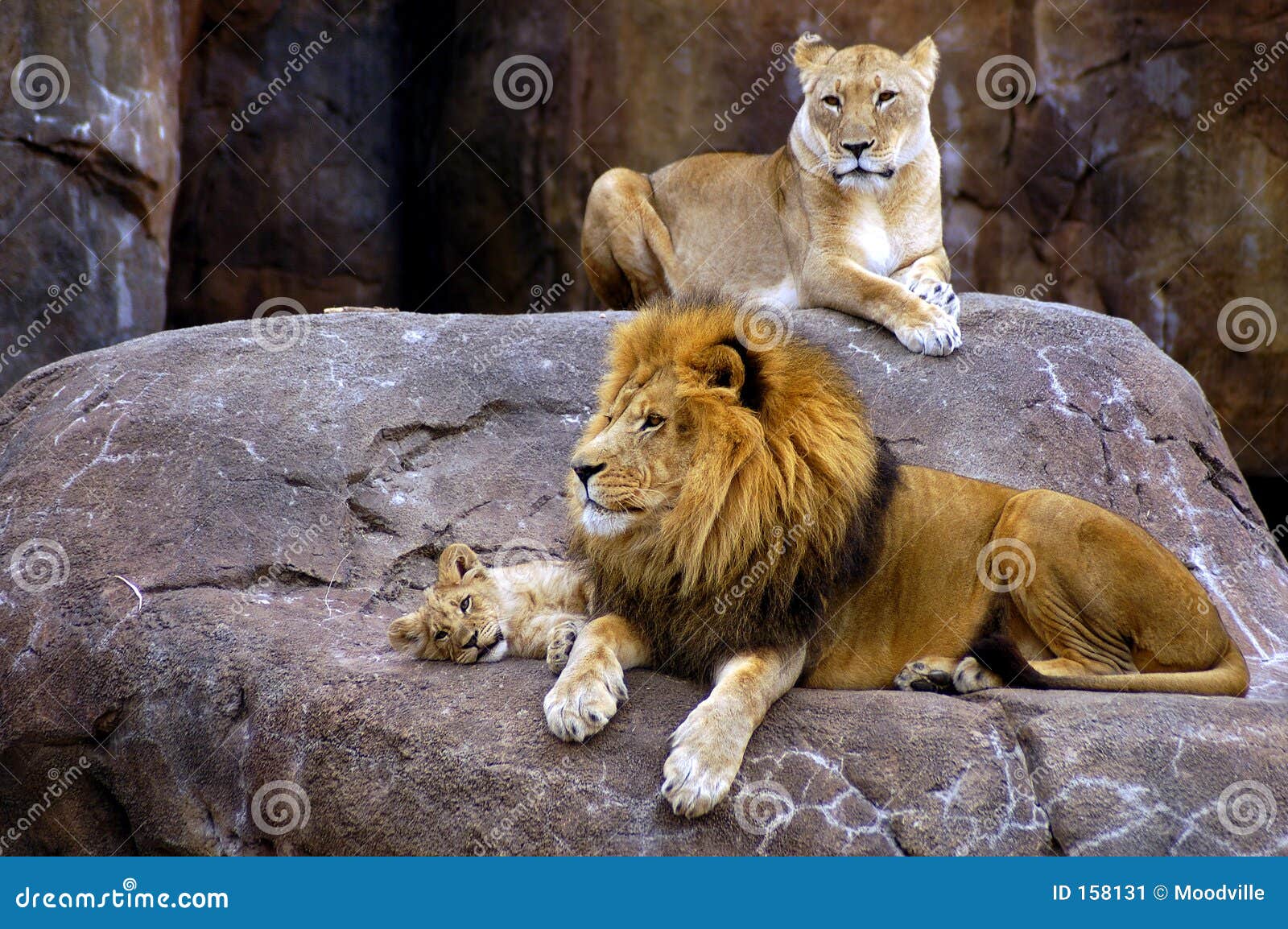 Familia del león imagen de archivo. Imagen de safari, leones - 158131