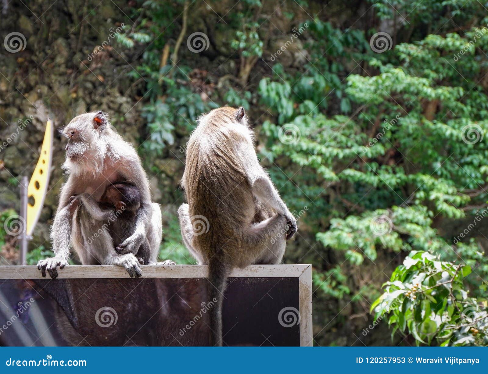 Familia del mono imagen de archivo. Imagen de sagrado - 120257953