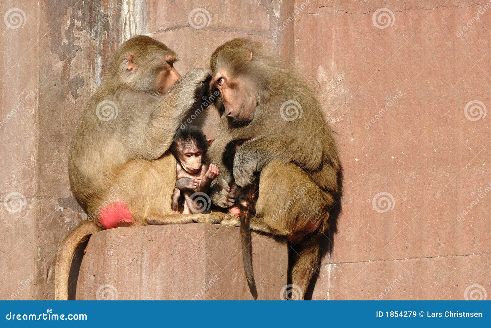 Familia del mono imagen de archivo. Imagen de familia - 1854279