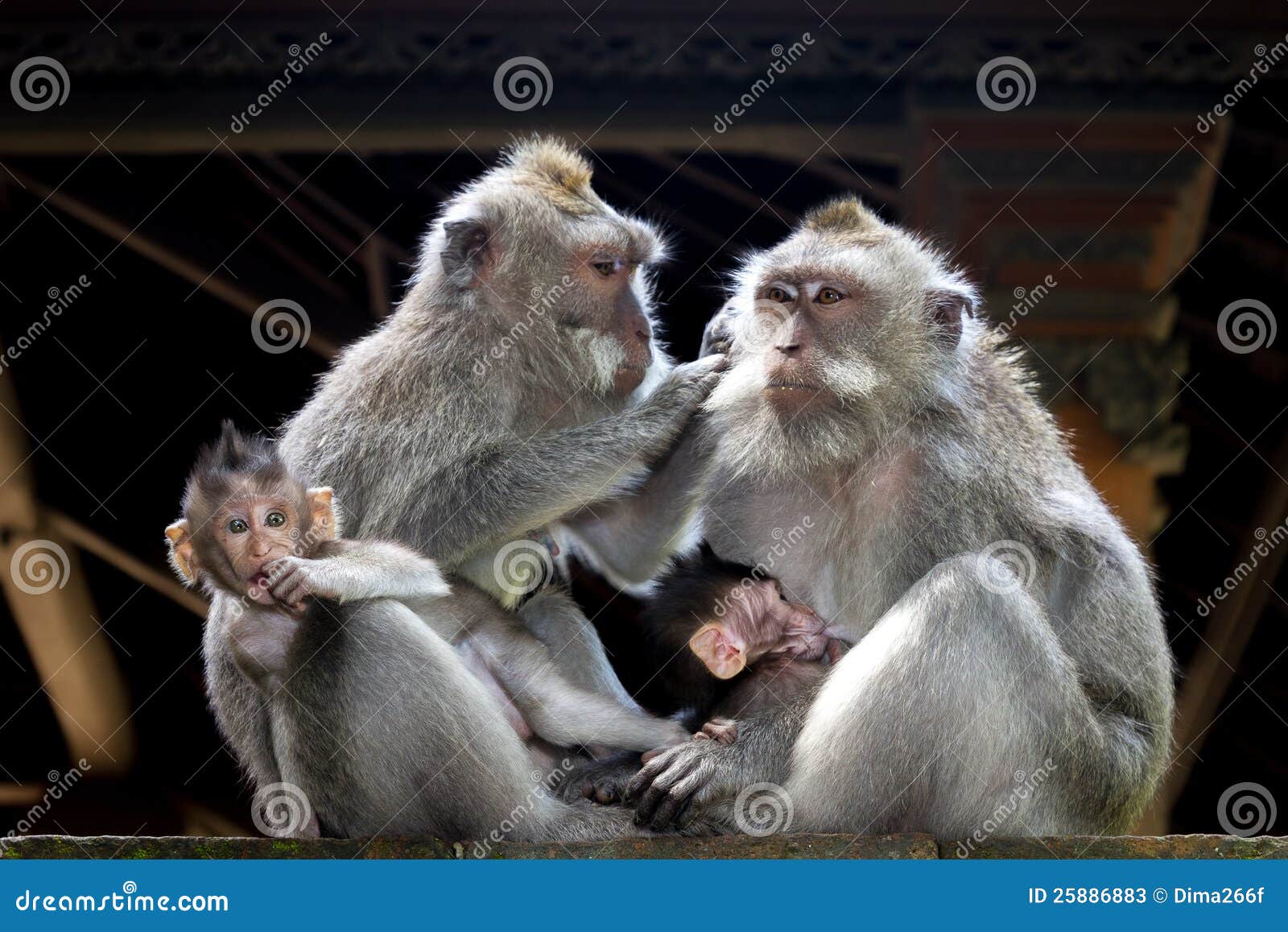 Familia del mono imagen de archivo. Imagen de animales - 25886883