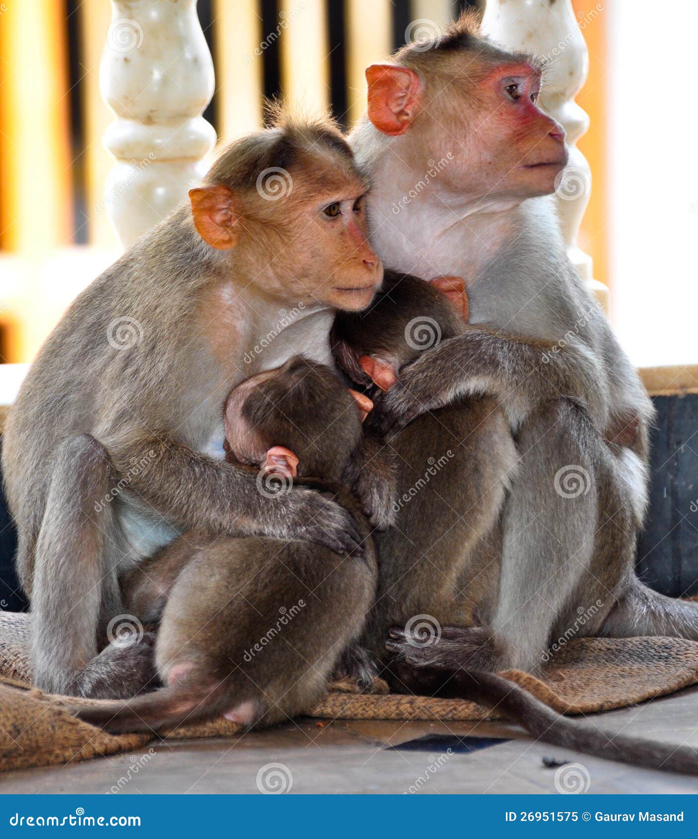 Familia del mono imagen de archivo. Imagen de fauna, macaca - 26951575