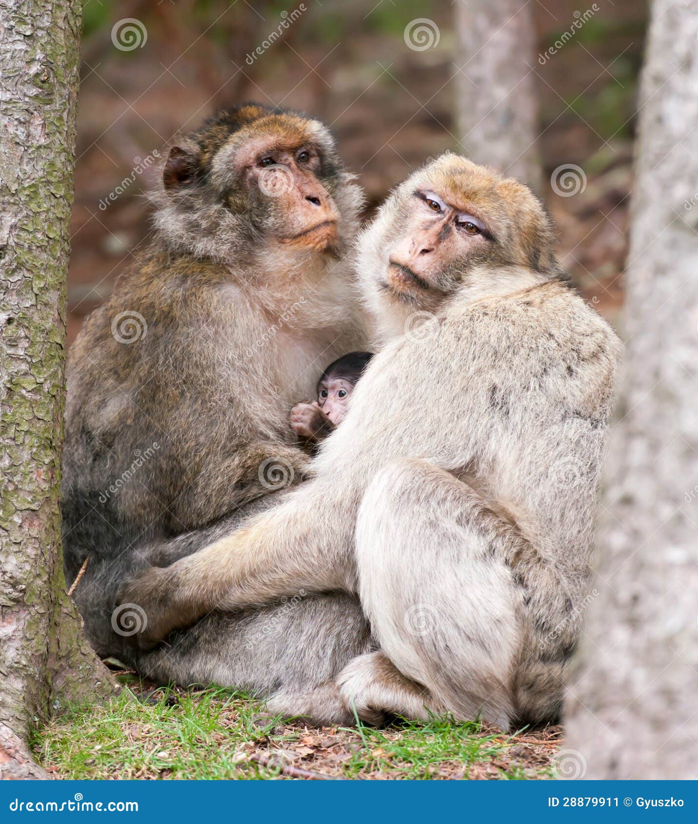 Familia del mono imagen de archivo. Imagen de familia - 28879911