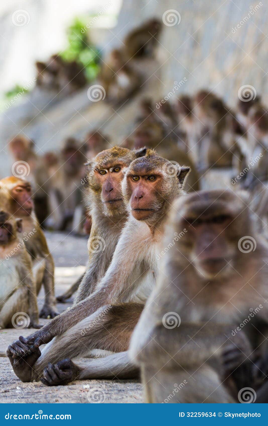 Familia del mono foto de archivo. Imagen de mirando, bebé - 32259634