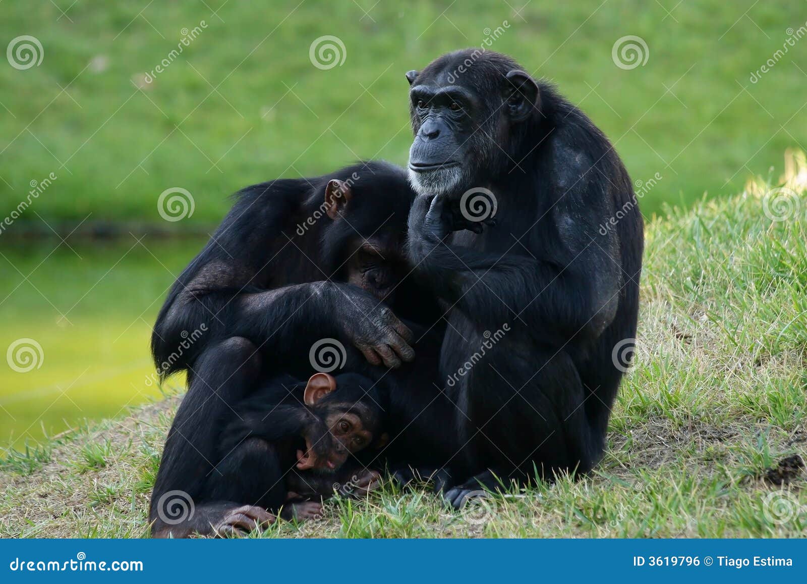 Familia del mono foto de archivo. Imagen de confianza - 3619796