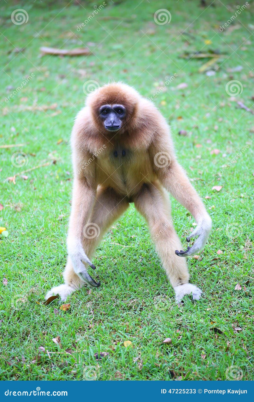 Familia del mono imagen de archivo. Imagen de raro, bebé - 47225233