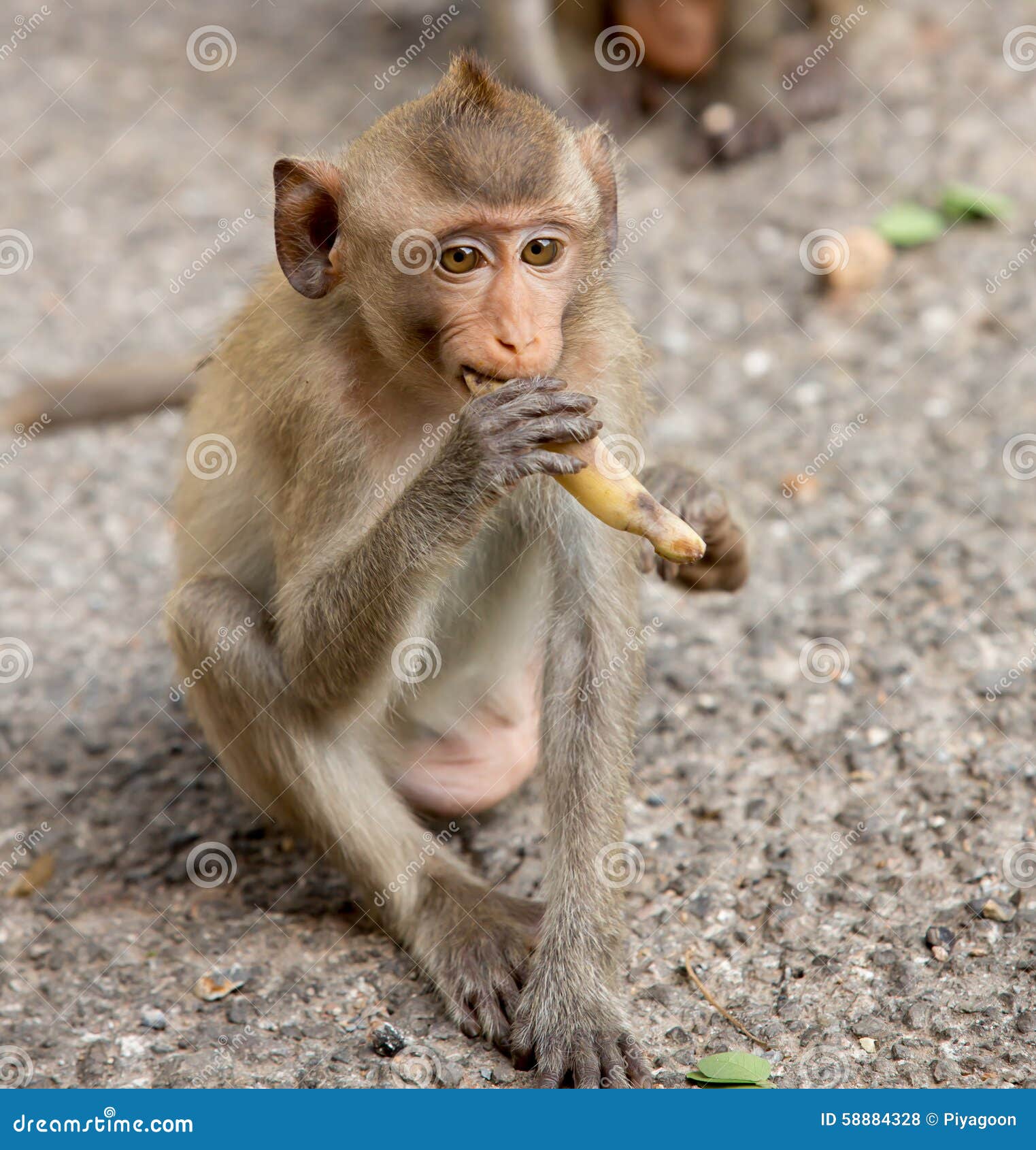Familia del mono foto de archivo. Imagen de limpio, belleza - 58884328