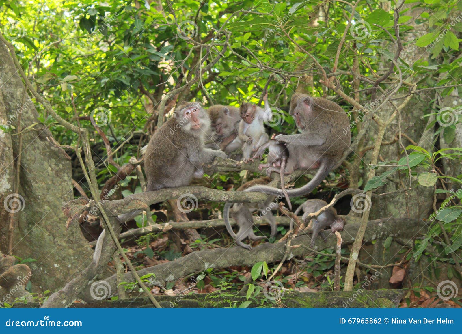 Familia del mono foto de archivo. Imagen de monos, familia - 67965862