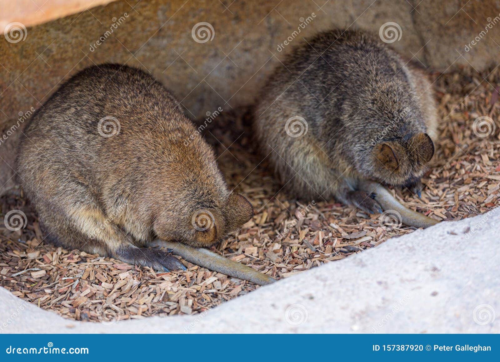 Familia Quokka Setonix Brachyurus Foto de archivo - Imagen de ...