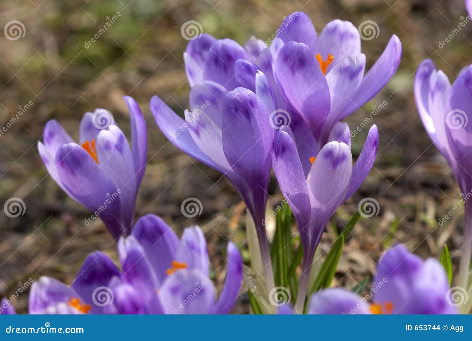Familia violeta foto de archivo. Imagen de flora, violeta - 653744