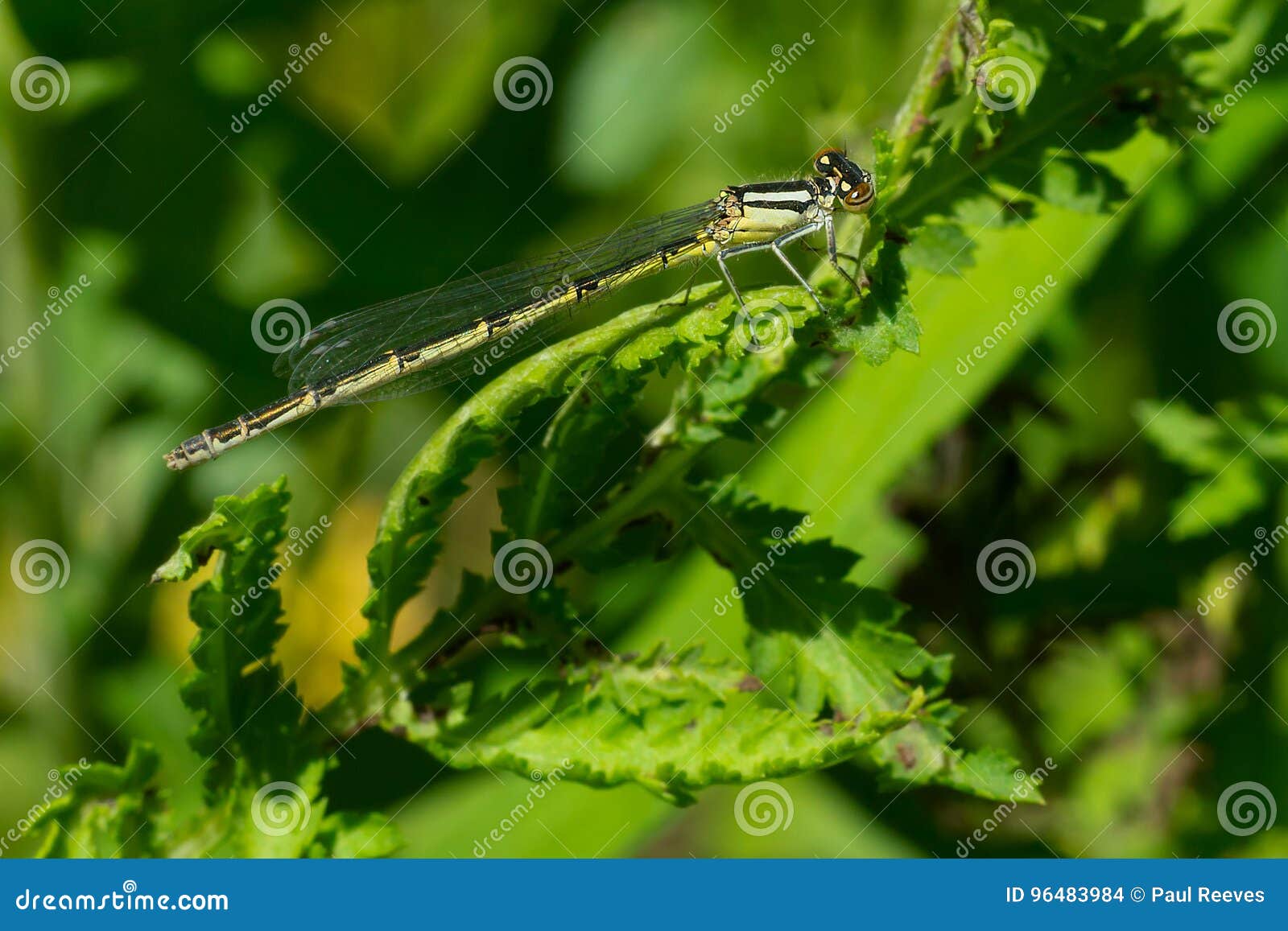 Familiar Bluet Damselfly - Enallagma Civile Stock Photo - Image of ...